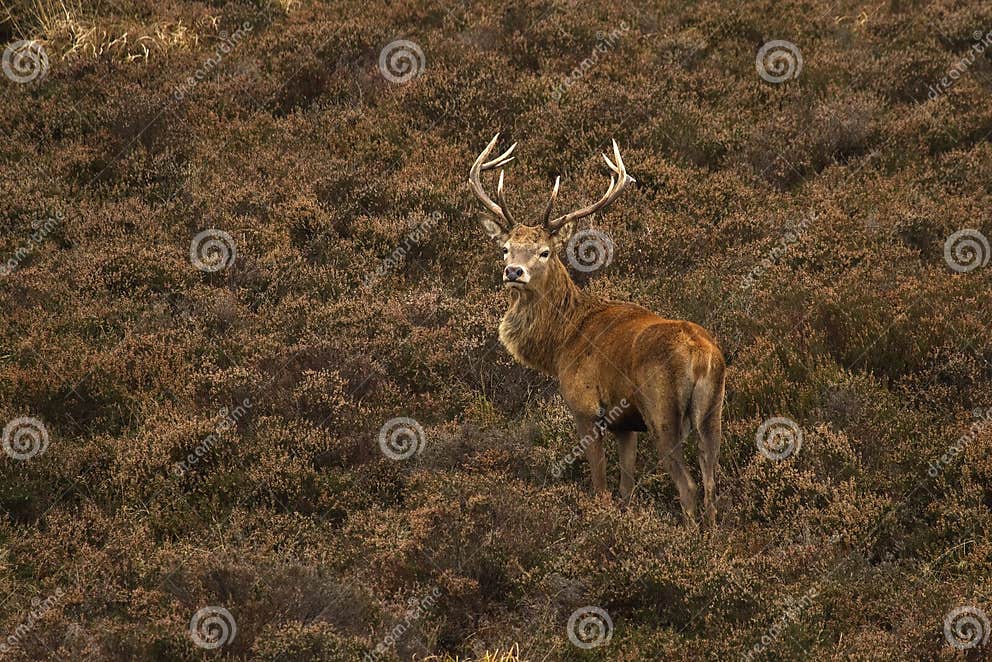 Imperial Red Stag stock image. Image of park, resident - 20015713
