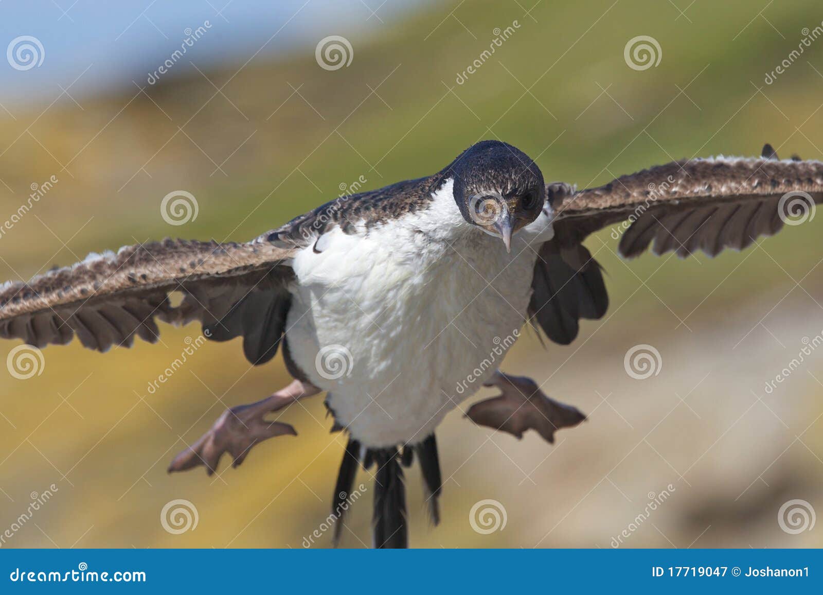 Imperial Shag in Flight stock image. Image of beauty - 17719047