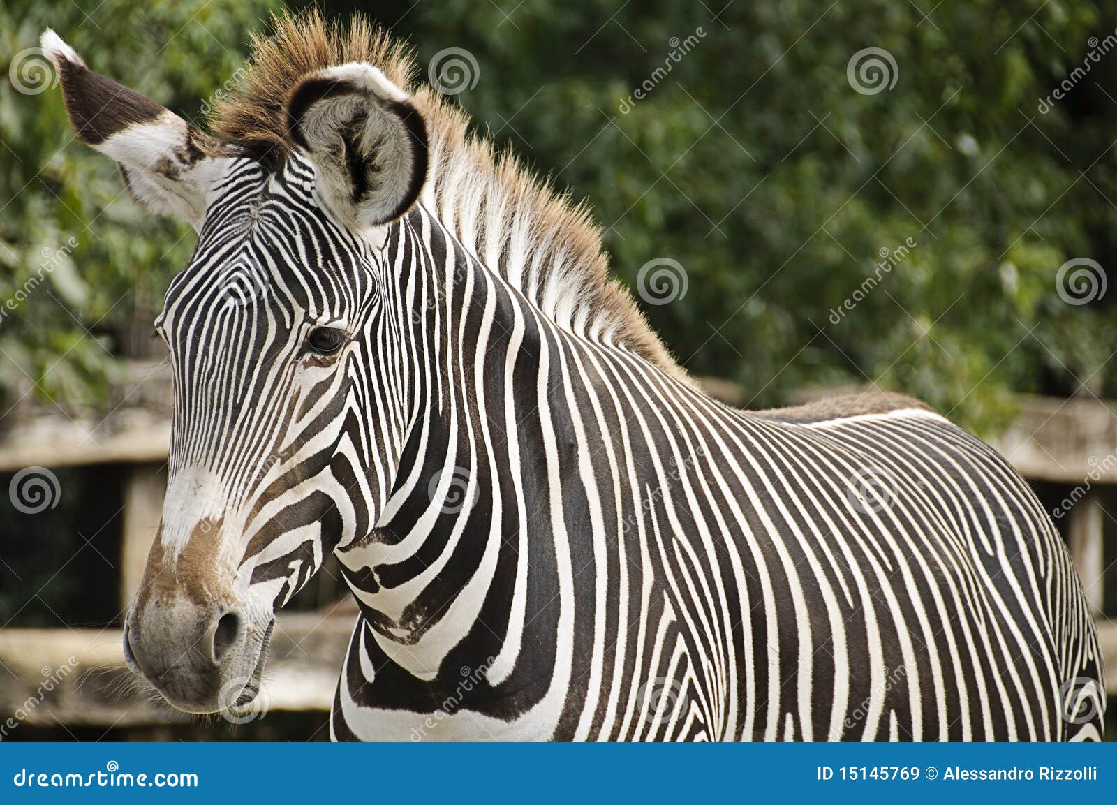 Imperial zebra stock image. Image of banded, mammal, fauna - 15145769