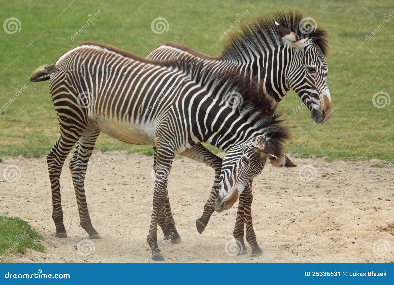 Imperial zebra stock image. Image of mammal, animal, zebra - 25336631
