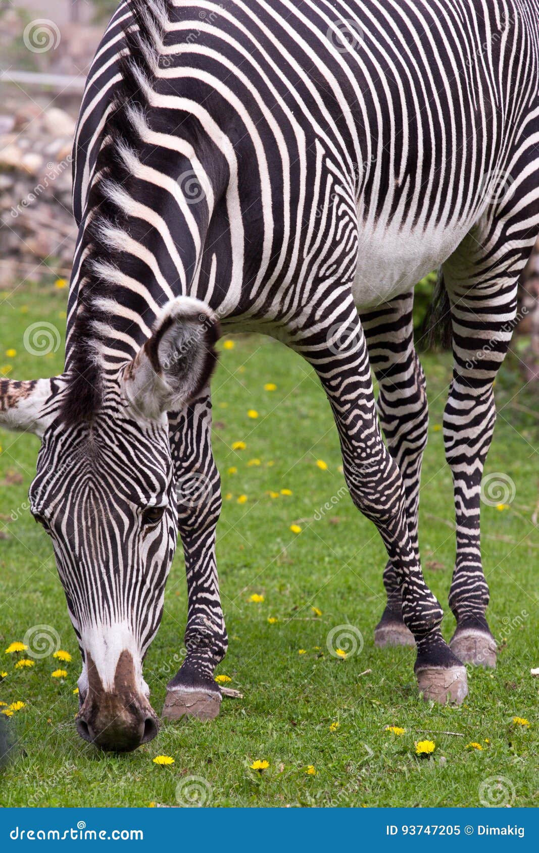 Imperial Zebra on the Field Stock Image - Image of white, field: 93747205