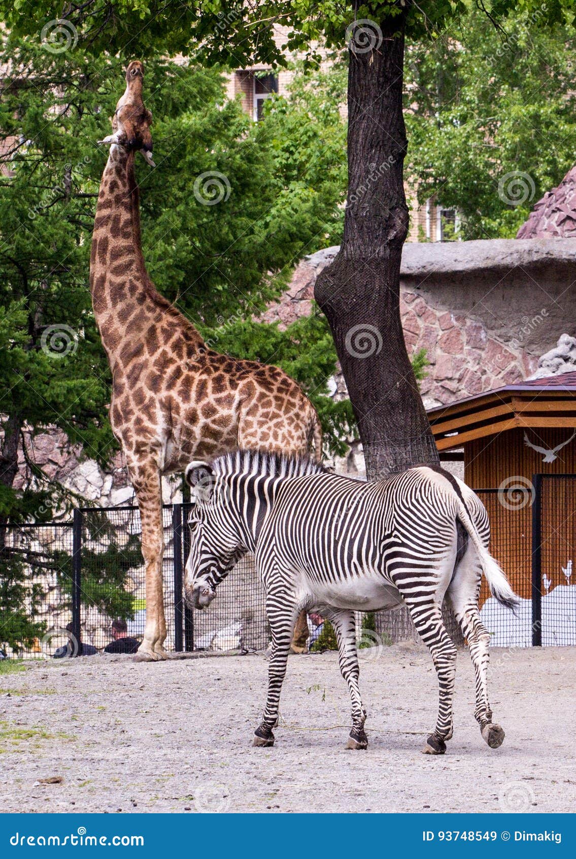 Imperial Zebra on the Field Stock Image - Image of zebra, white: 93748549