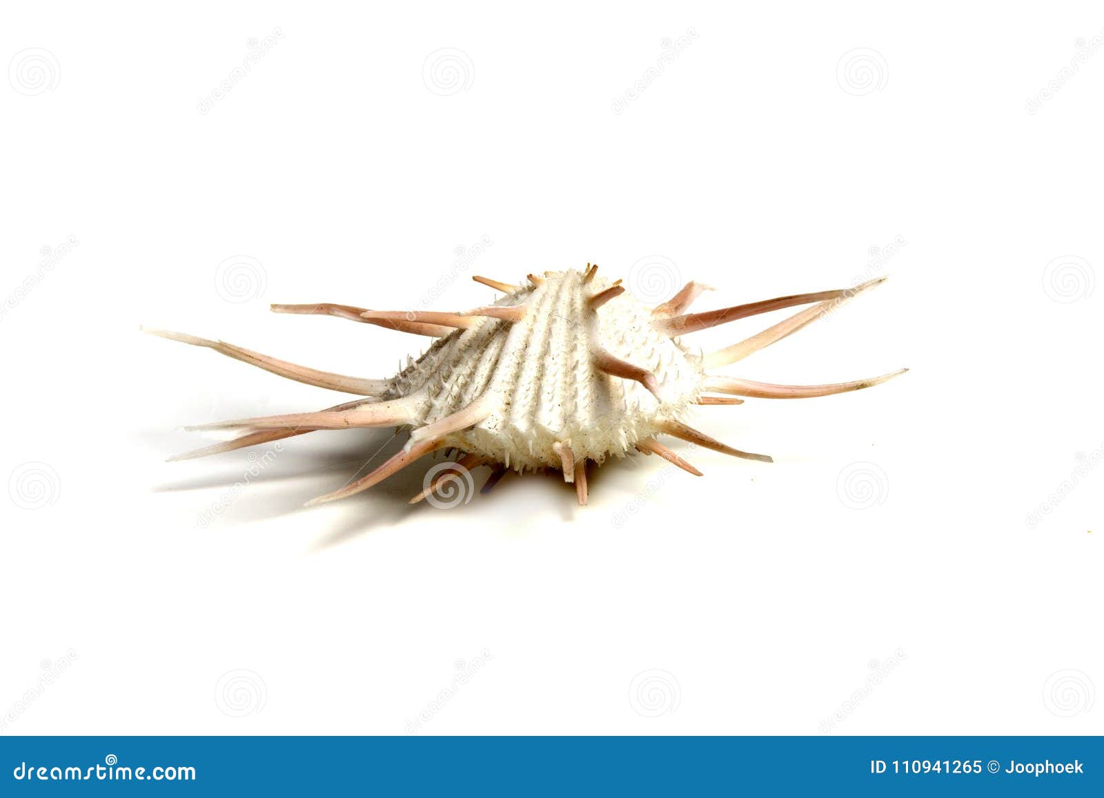 Imperialis del spondylus imagen de archivo. Imagen de estudio - 110941265