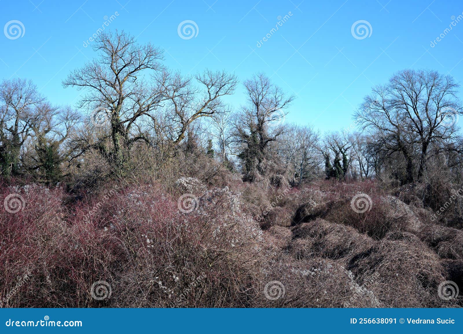 Impervious Bush and Bare Trees Stock Image - Image of landscape, branch ...