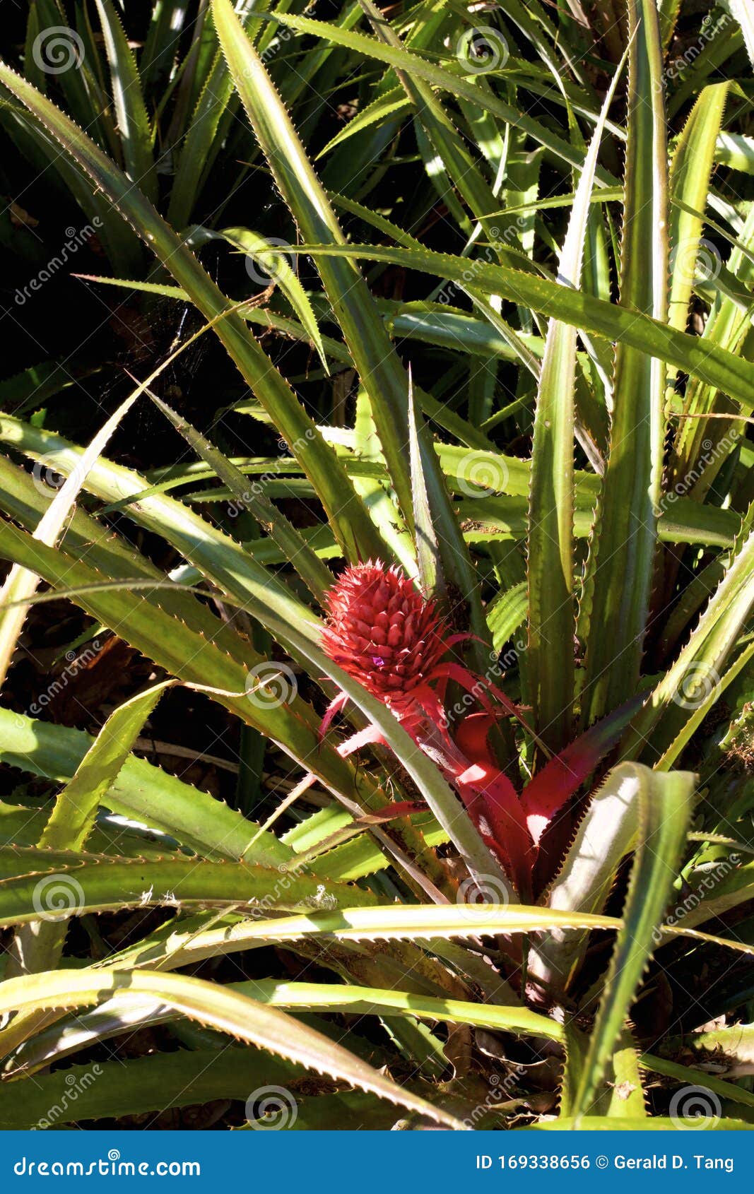 Impianto Di Ananassi 839419 Fotografia Stock - Immagine di colture ...