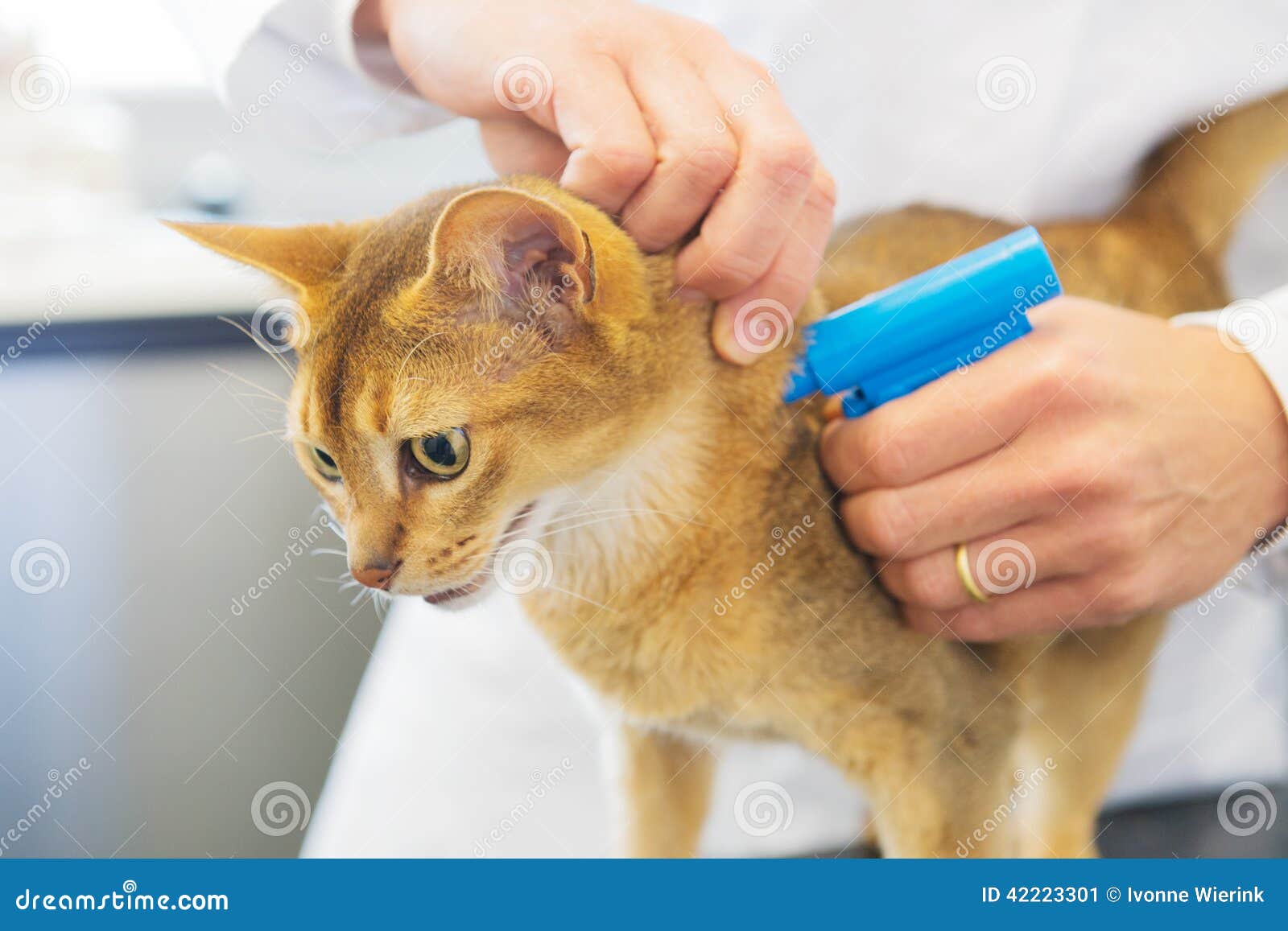 Implante Del Microchip Por El Gato Imagen de archivo - Imagen de ...