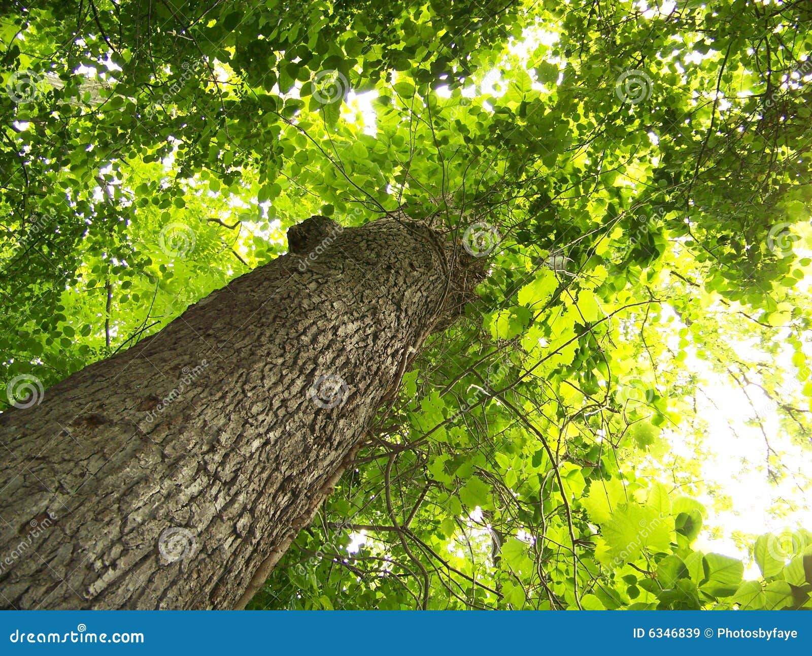 Imponera Tree För Bokträd Royaltyfria Bilder - Bild: 6346839