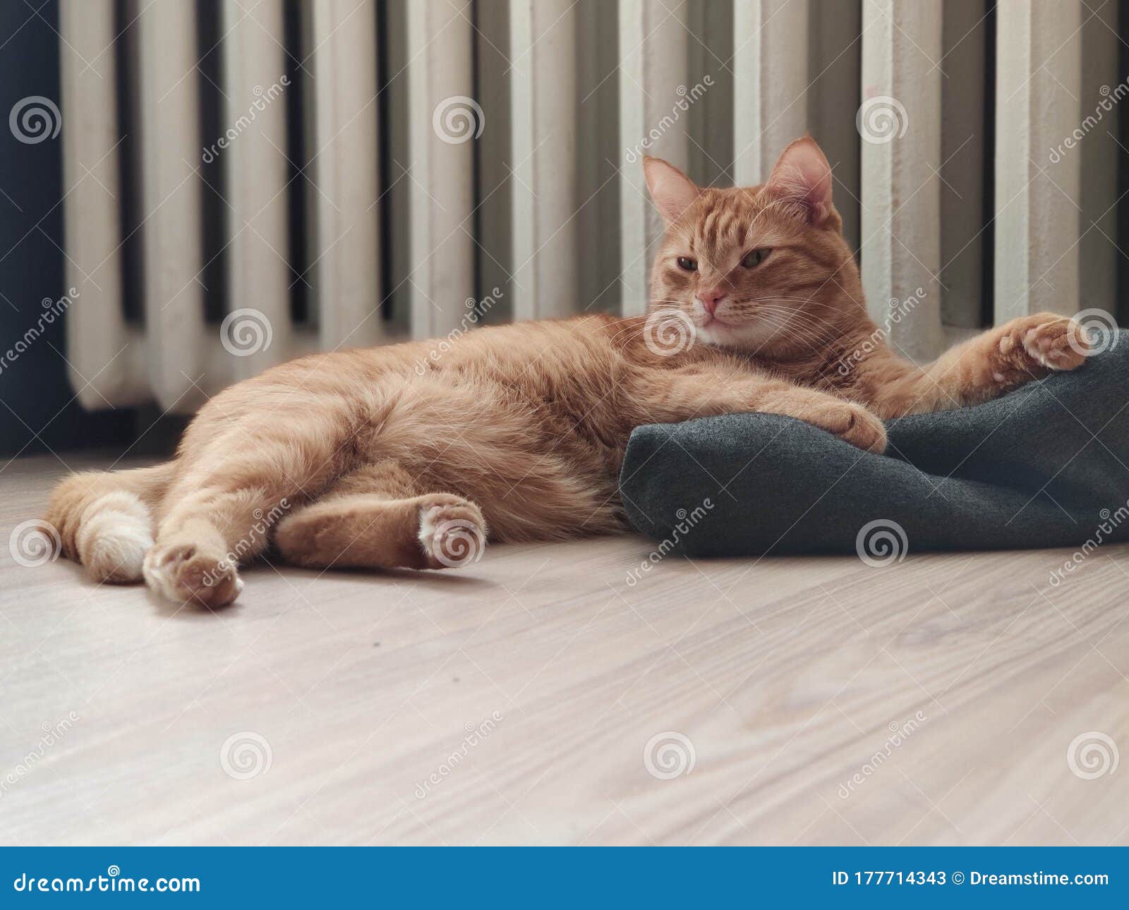 Important Cat, House Cat, Russian Cat Stock Image - Image of relax ...
