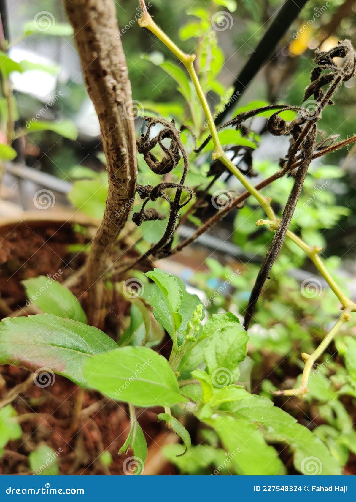 Important Natural Oxygen Life Stock Photo - Image of insect, oxygen ...