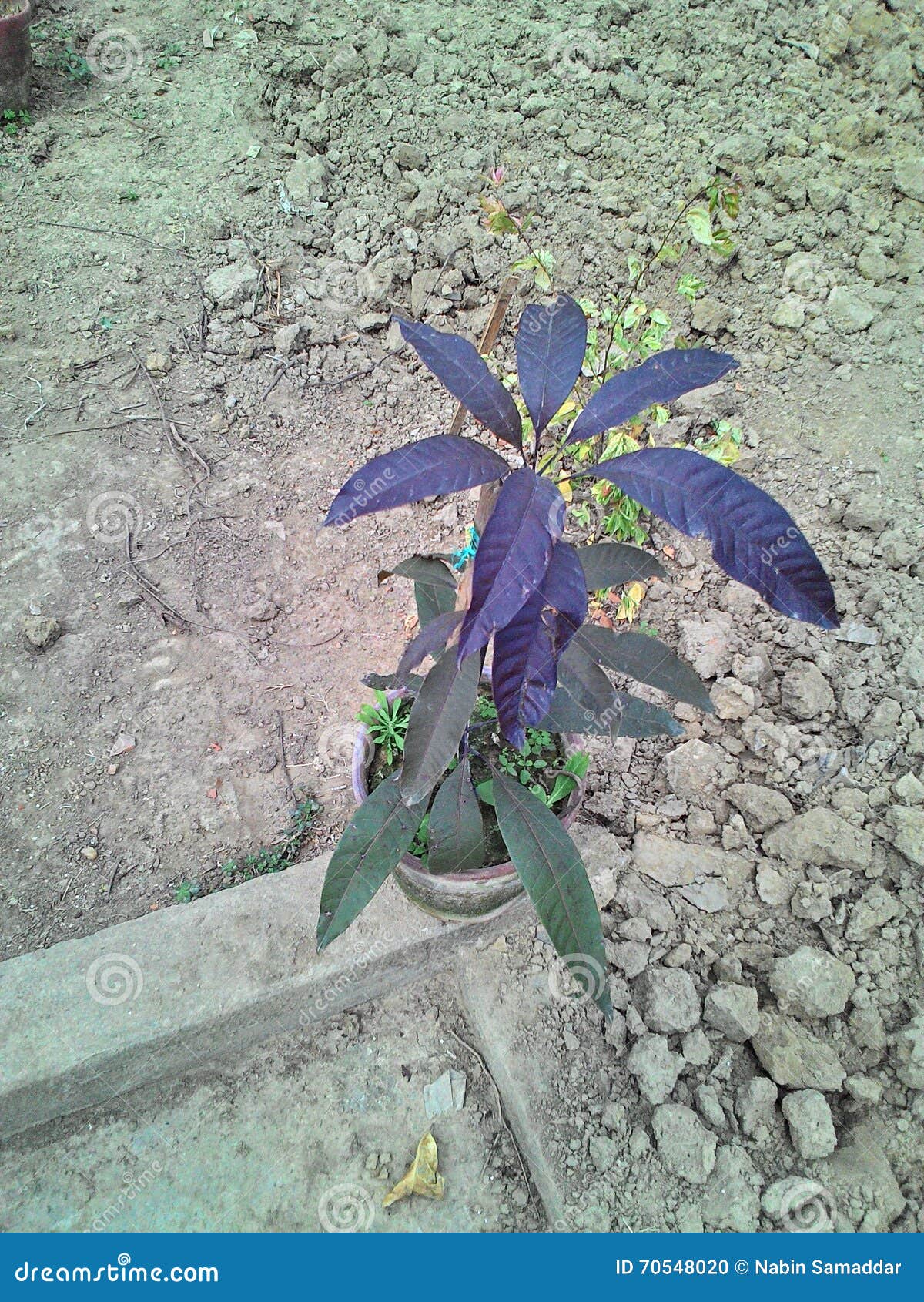 Violet Colored Mango Plant Stock Photos - Free & Royalty-Free Stock ...