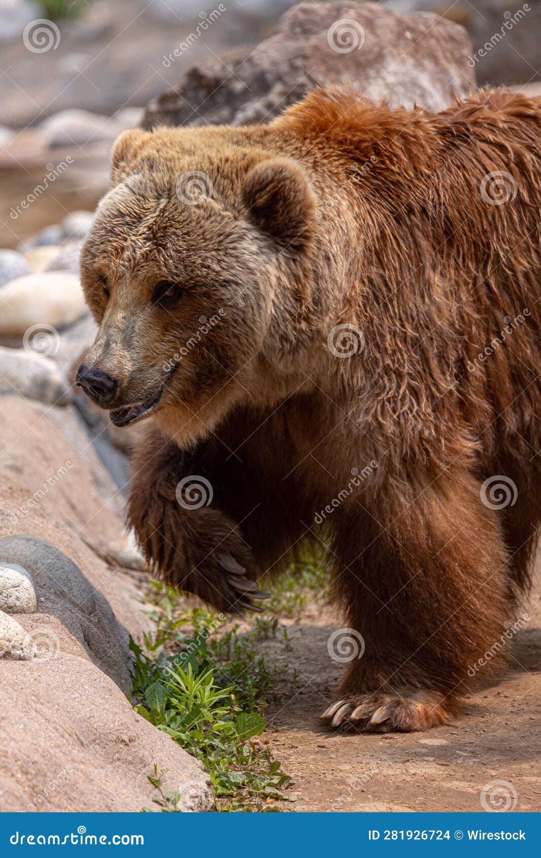 Imposing Brown Bear Strides Across a Rocky Terrain Stock Photo - Image ...