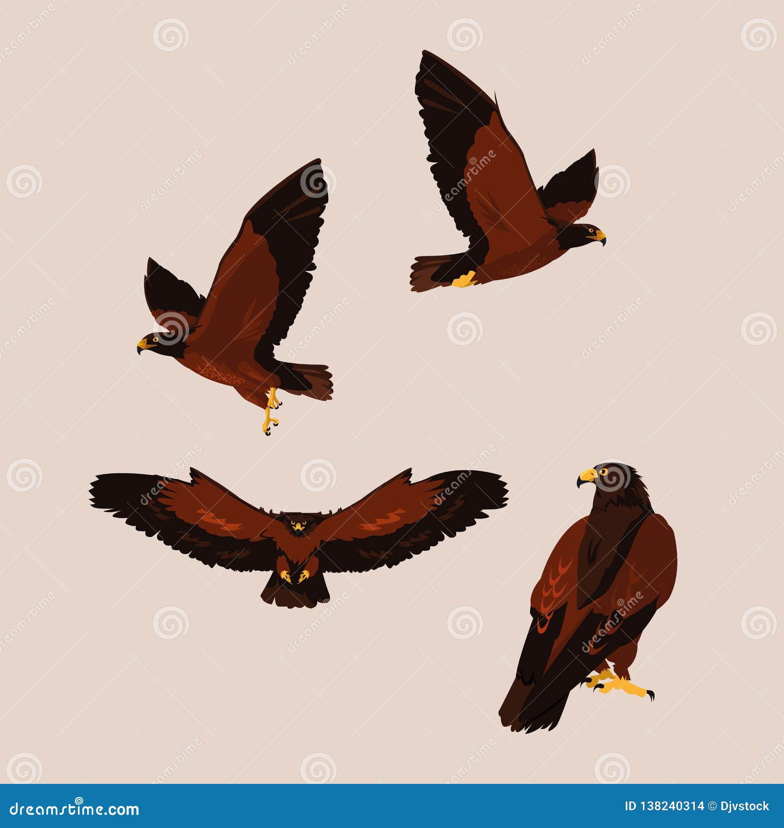Imposing Hawks Birds with Different Poses Stock Vector - Illustration ...