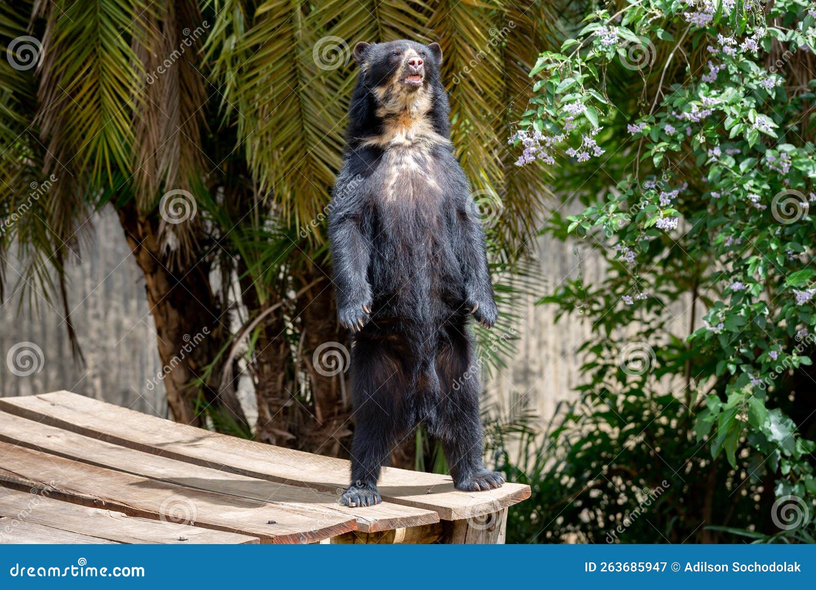 Imposing Spectacled Bear Standing Looking Forward in Closeup and ...