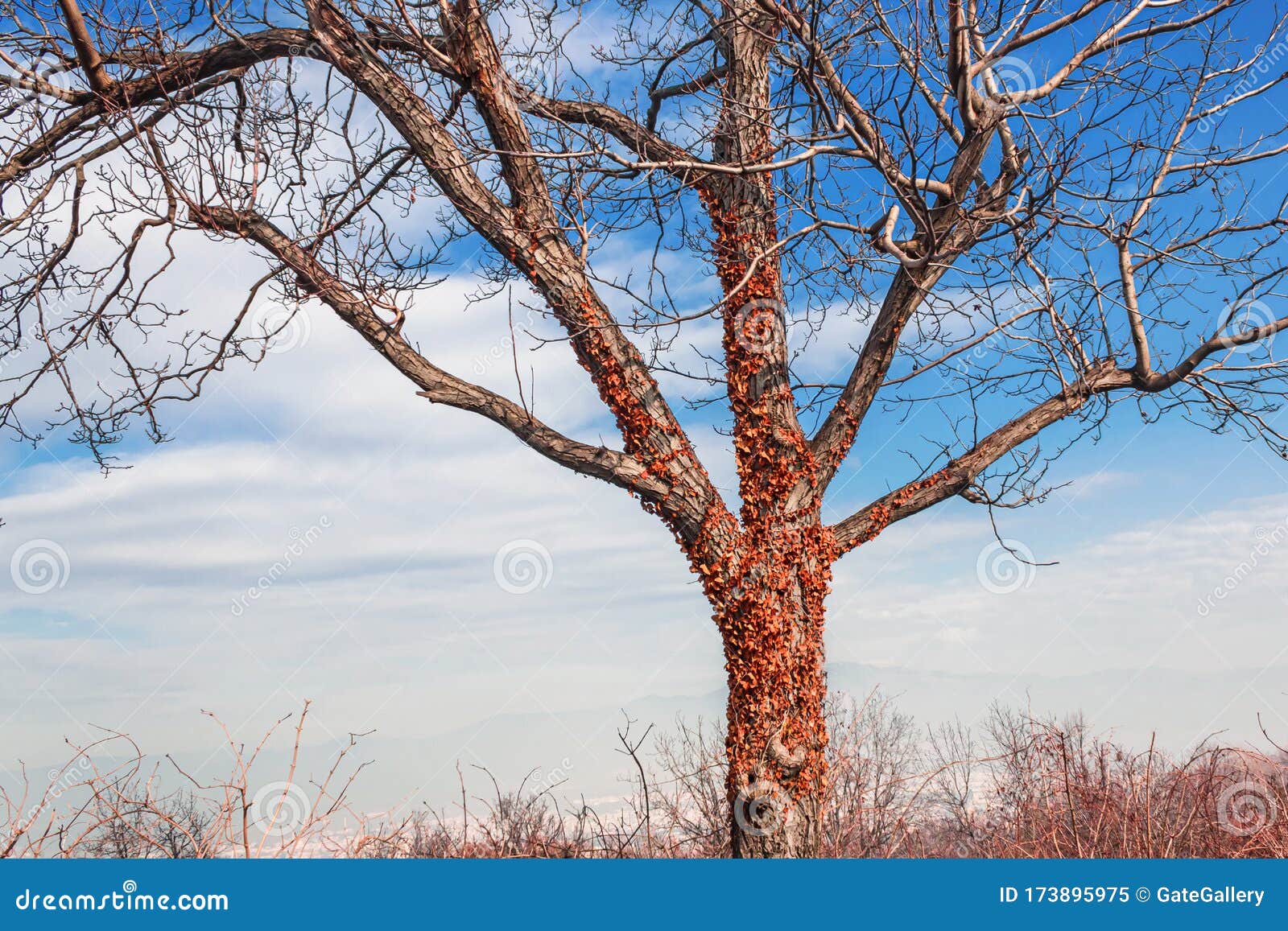Tree, Blue Sky and Clouds, Imposing Tree Stock Image - Image of nature ...