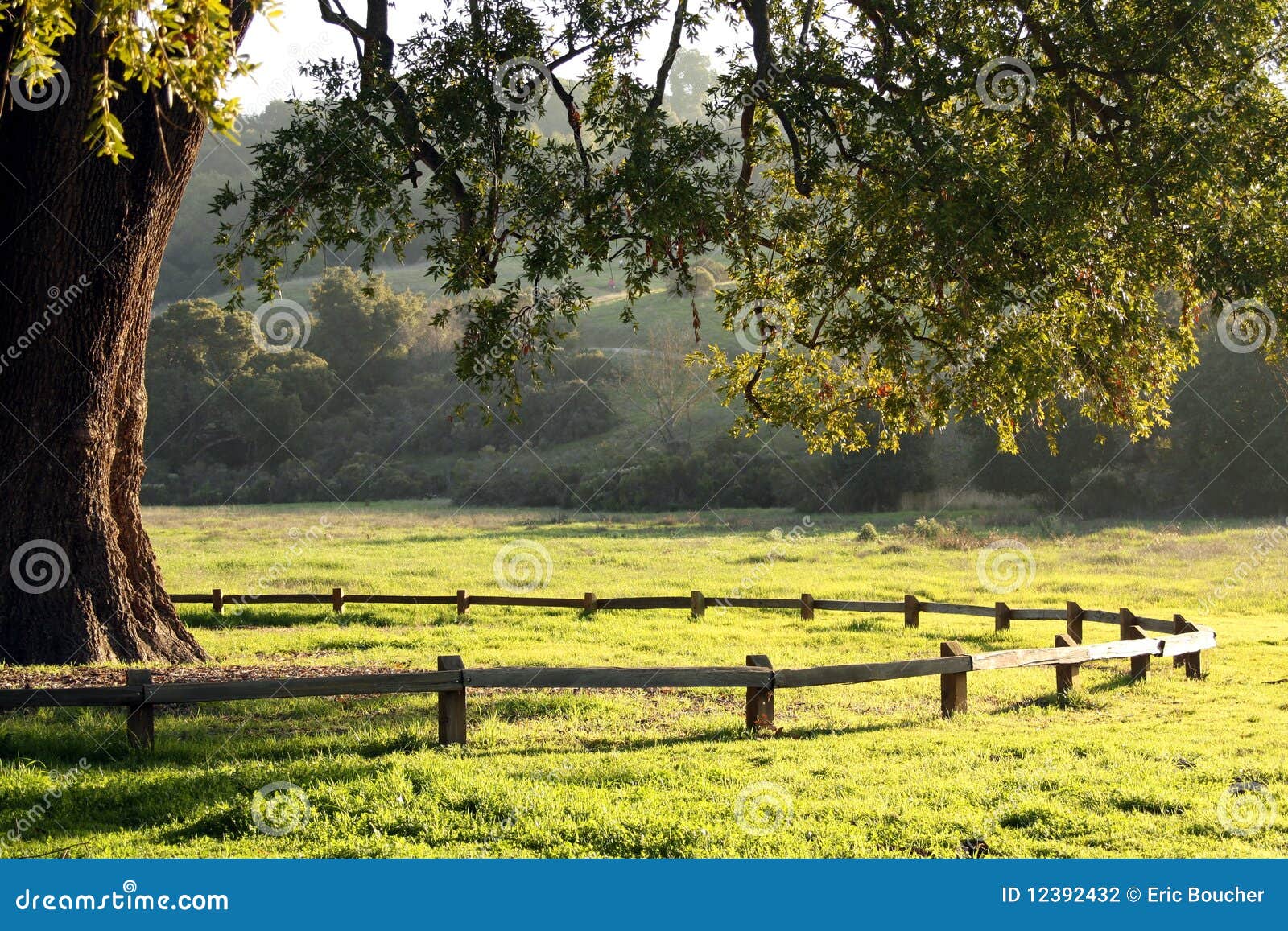 Imposing Tree in State Park Stock Photo - Image of forest, park: 12392432