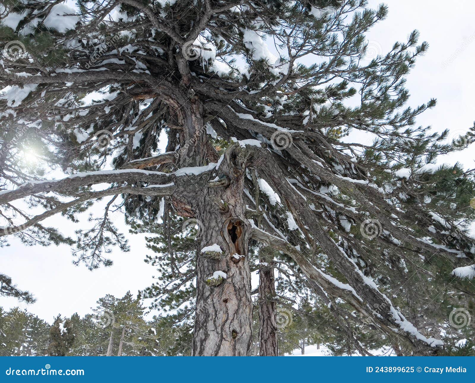 Imposing Views of Pine Tree after Snowfall Stock Image - Image of ...