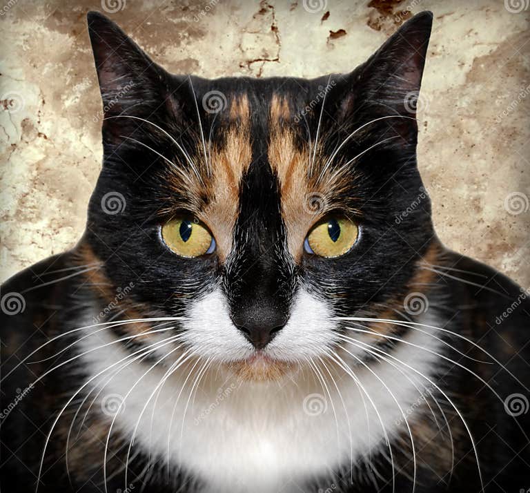 Impossible cat stock photo. Image of furry, materials - 7858484