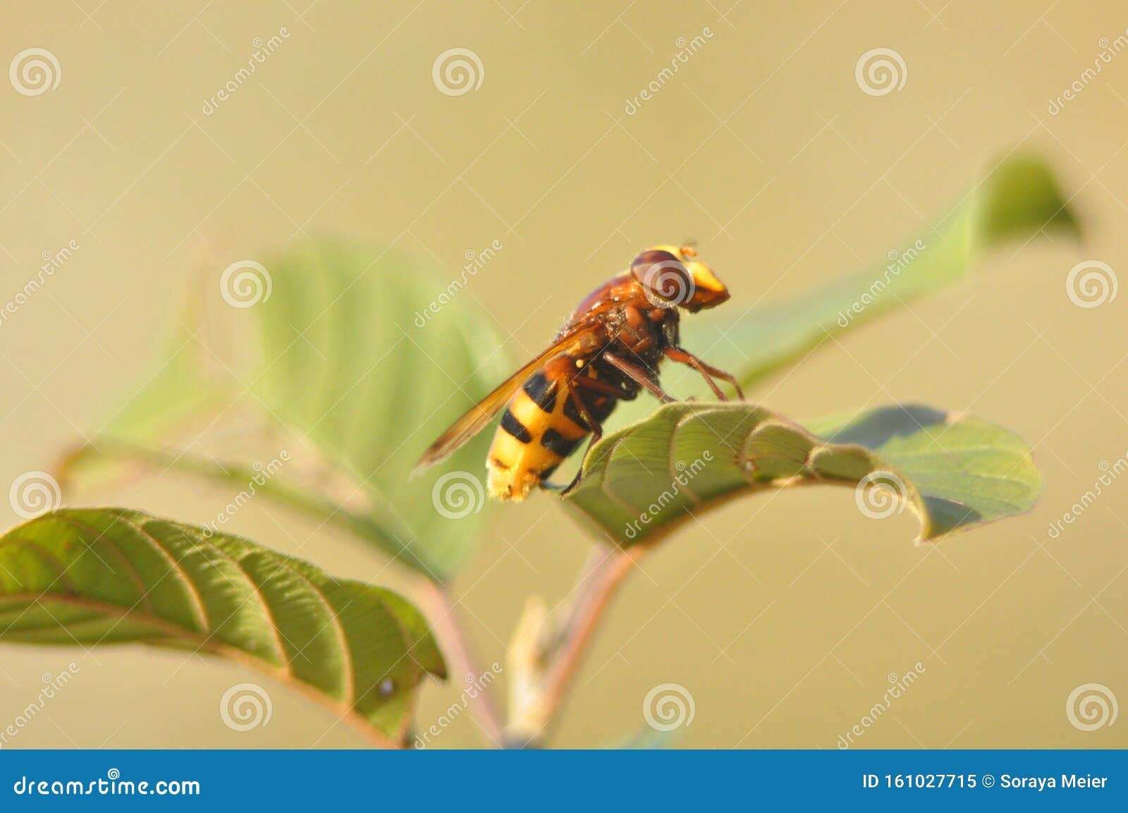 Imposter fly stock image. Image of hornet, vasp, imposter - 161027715