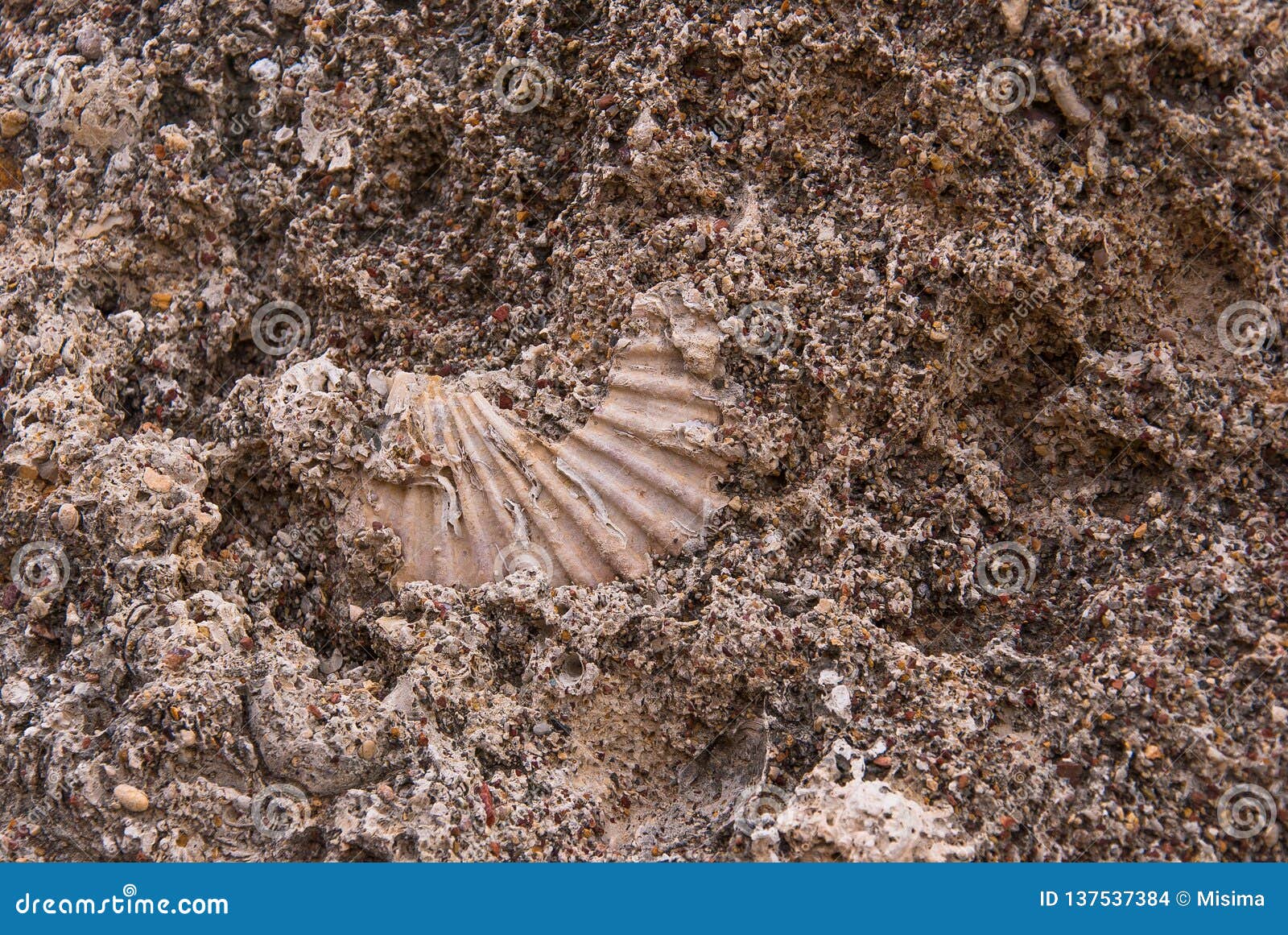 Shell Sandstone Texture Royalty-Free Stock Photography | CartoonDealer ...