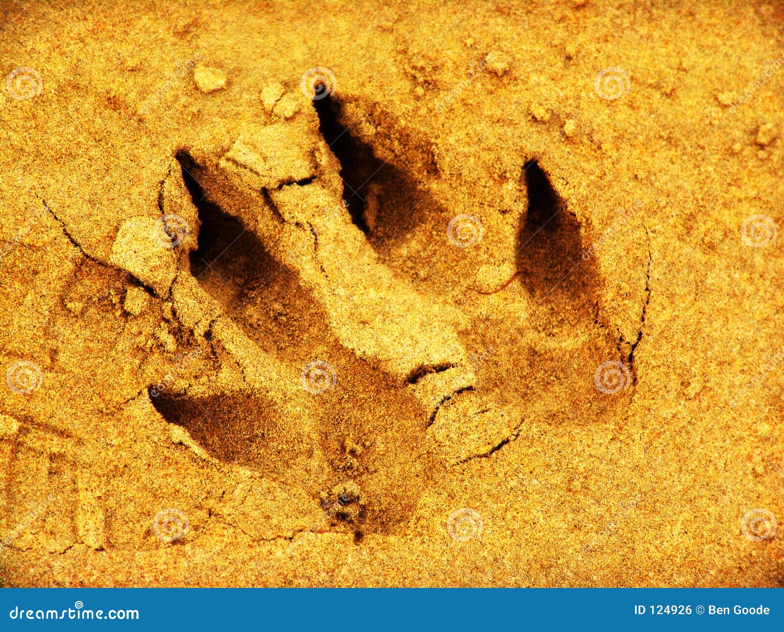 Impresión del Emu foto de archivo. Imagen de pata, australia - 124926