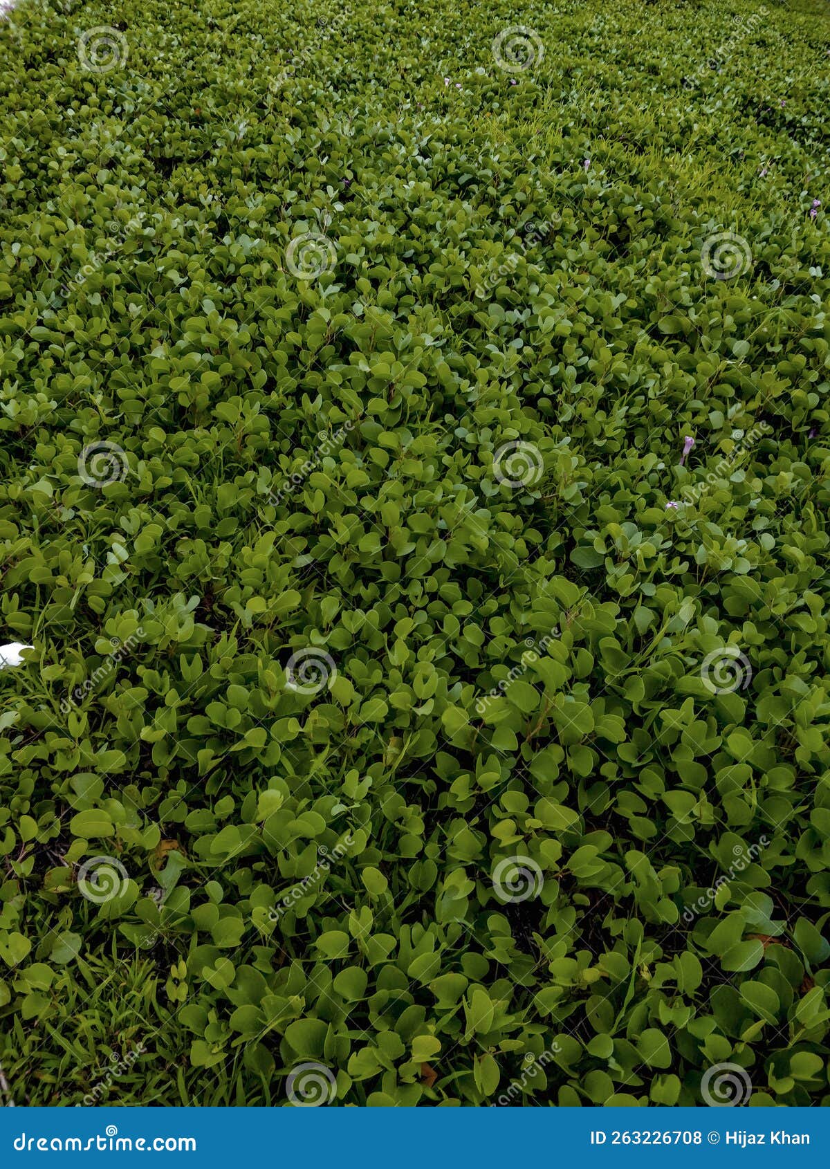 Impresionantes Plantas De Color Verde Foto de archivo - Imagen de verde ...