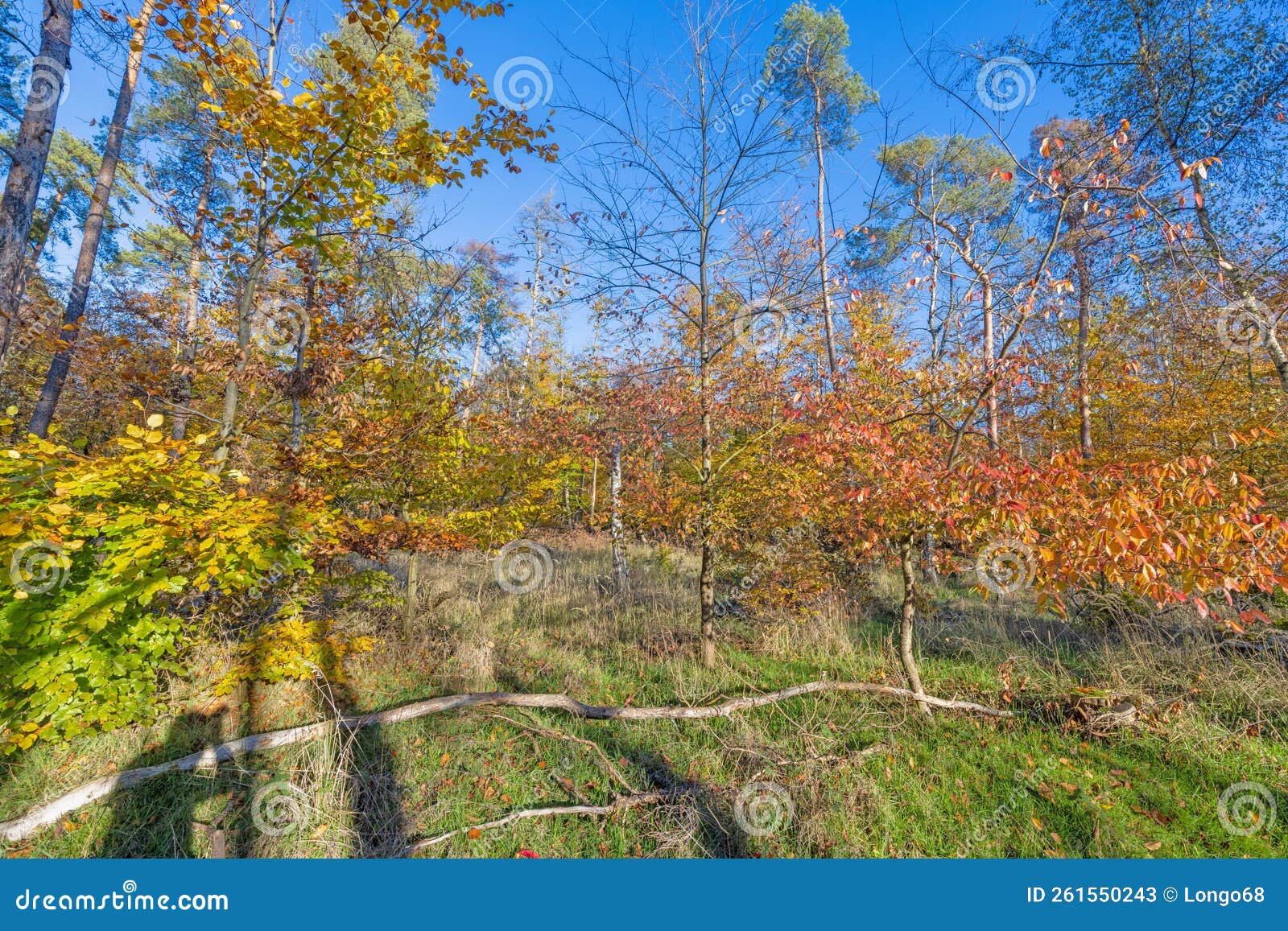 Impression from a Colorful Autumnal Forest on a Sunny Day Stock Image ...