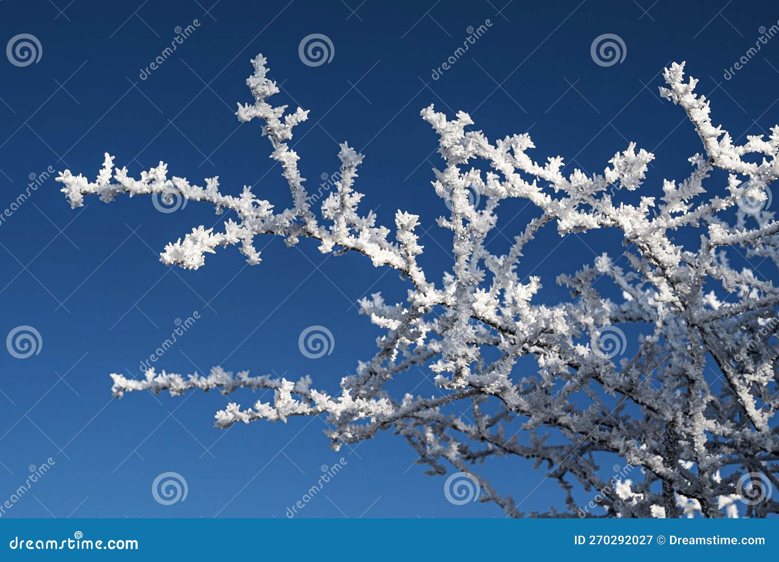 Impression on a Freezing Cold Morning - Frost Covered Branches Against ...