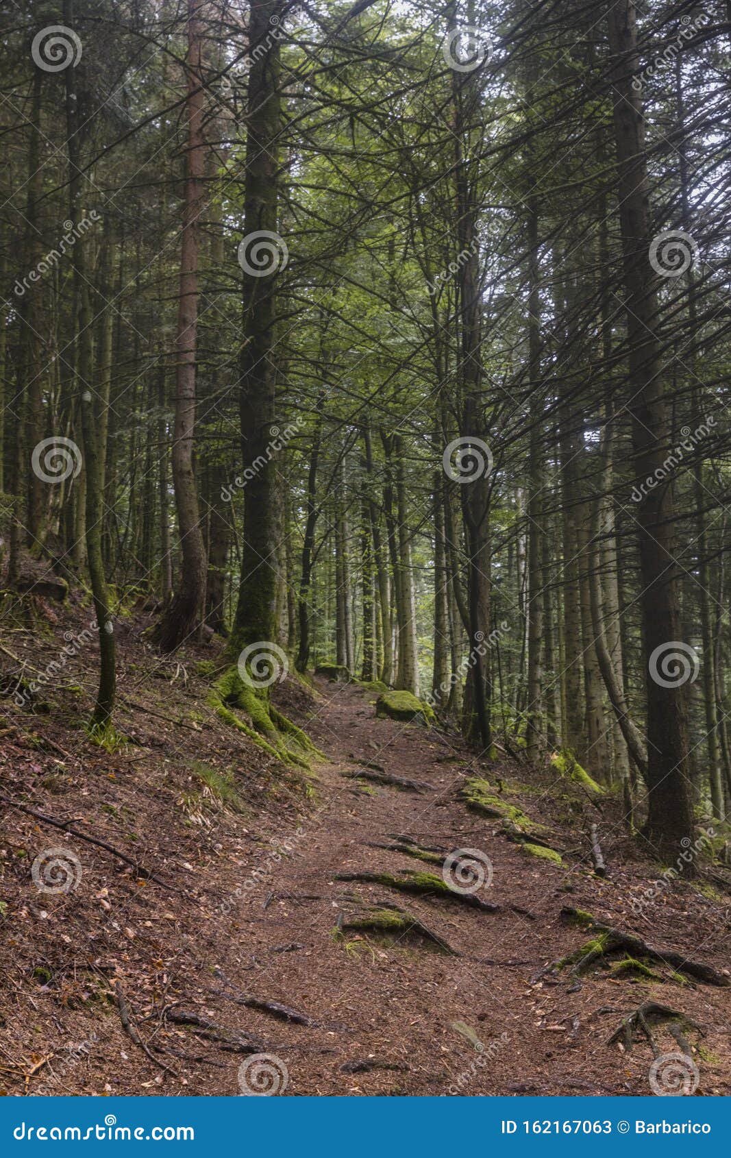 Hiking GR5 through the Vosges Stock Image - Image of france, europe ...