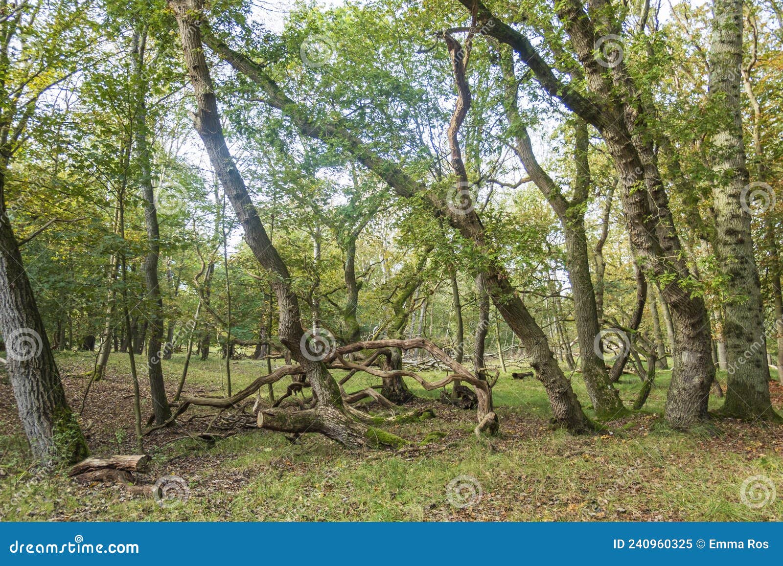 An Impression of an Open Forest with Deciduous Trees in the Amsterdamse ...