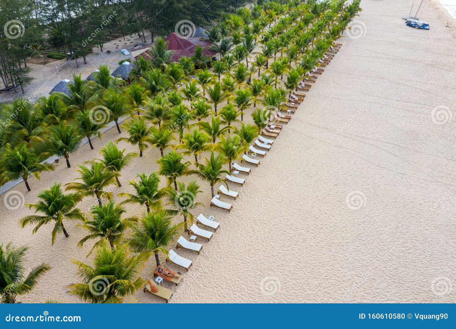 Impressive Aerial View of Palm Tree Plantation on the Beach Stock Photo ...