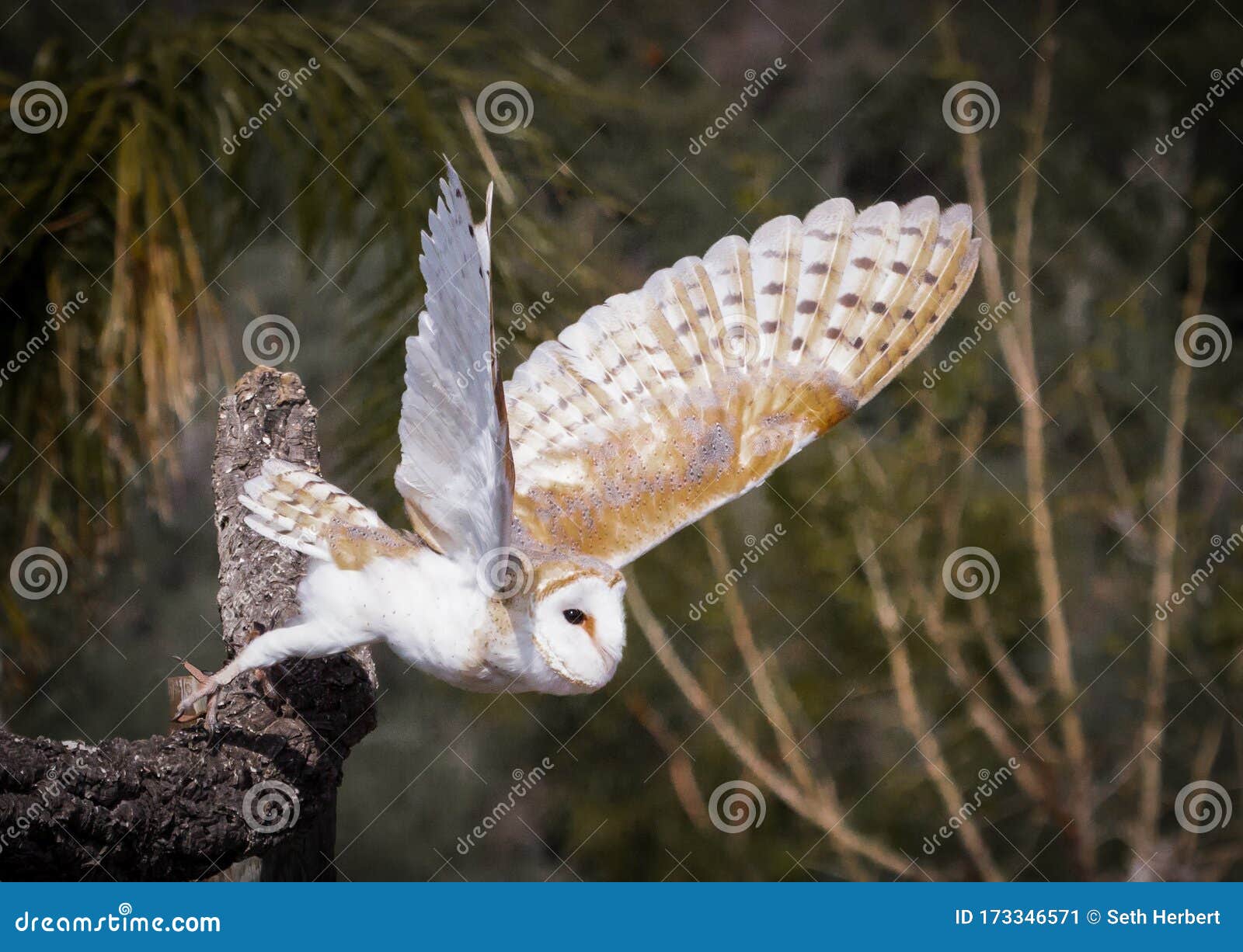 Impressive Barn Owl Launching from a Perch. Stock Image - Image of ...