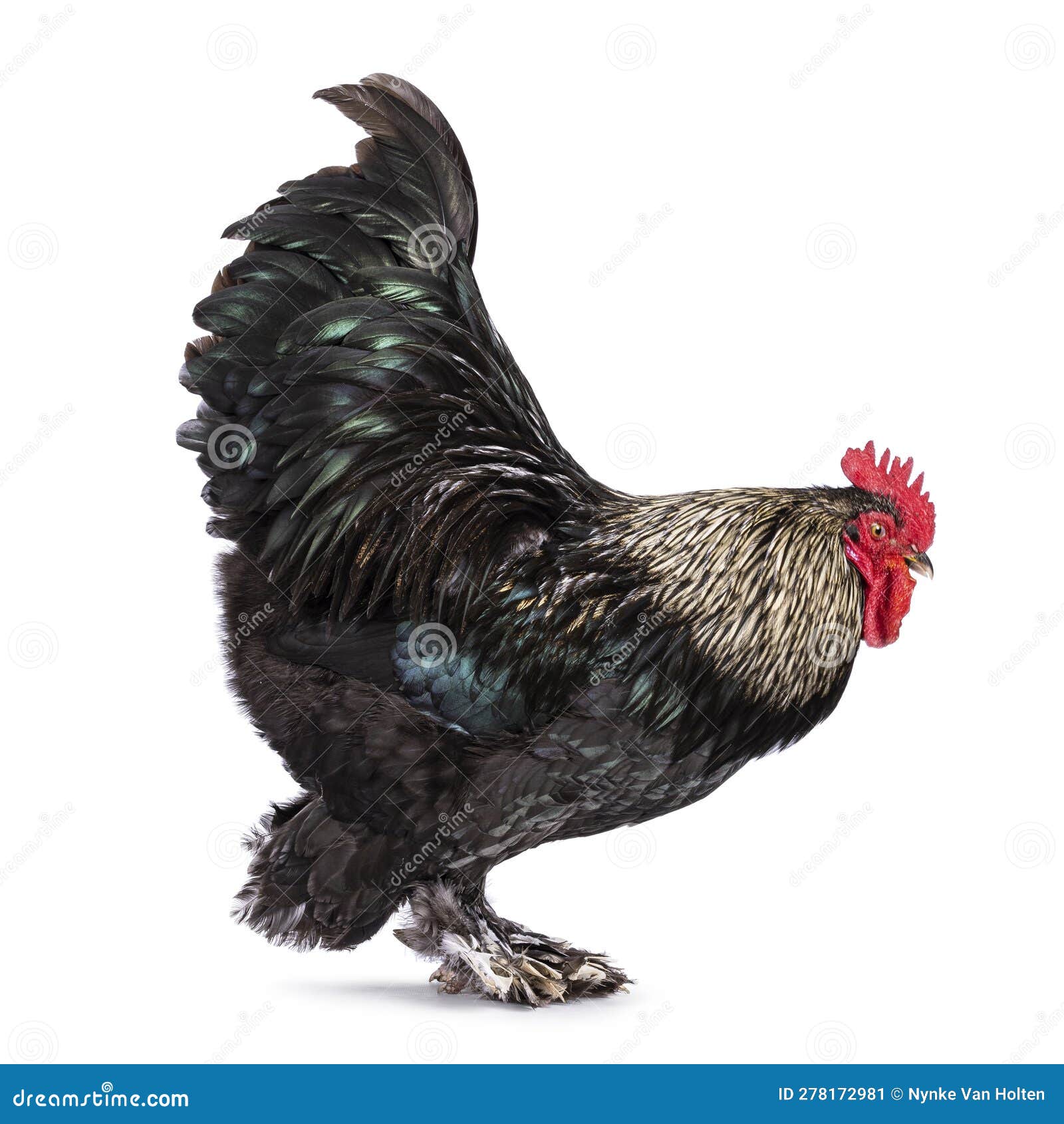 Brahma Mix Rooster on White Background Stock Image - Image of bird ...