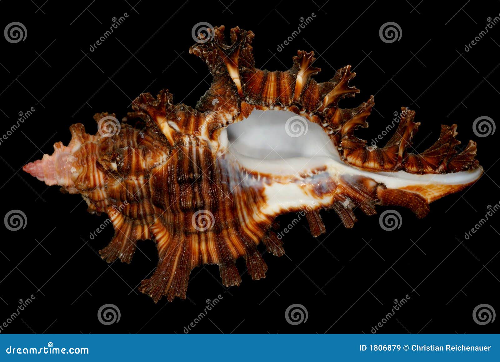 Impressive Dark Snail Shell on Black Background Stock Image - Image of ...