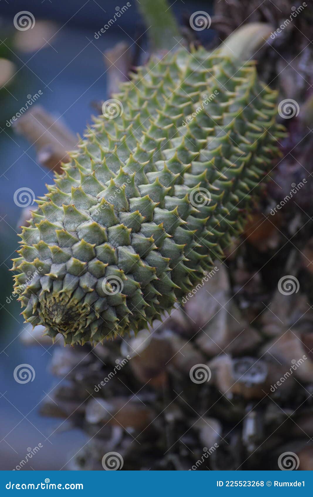 Cycad fruit stock photo. Image of caratozamia, plants - 225523268