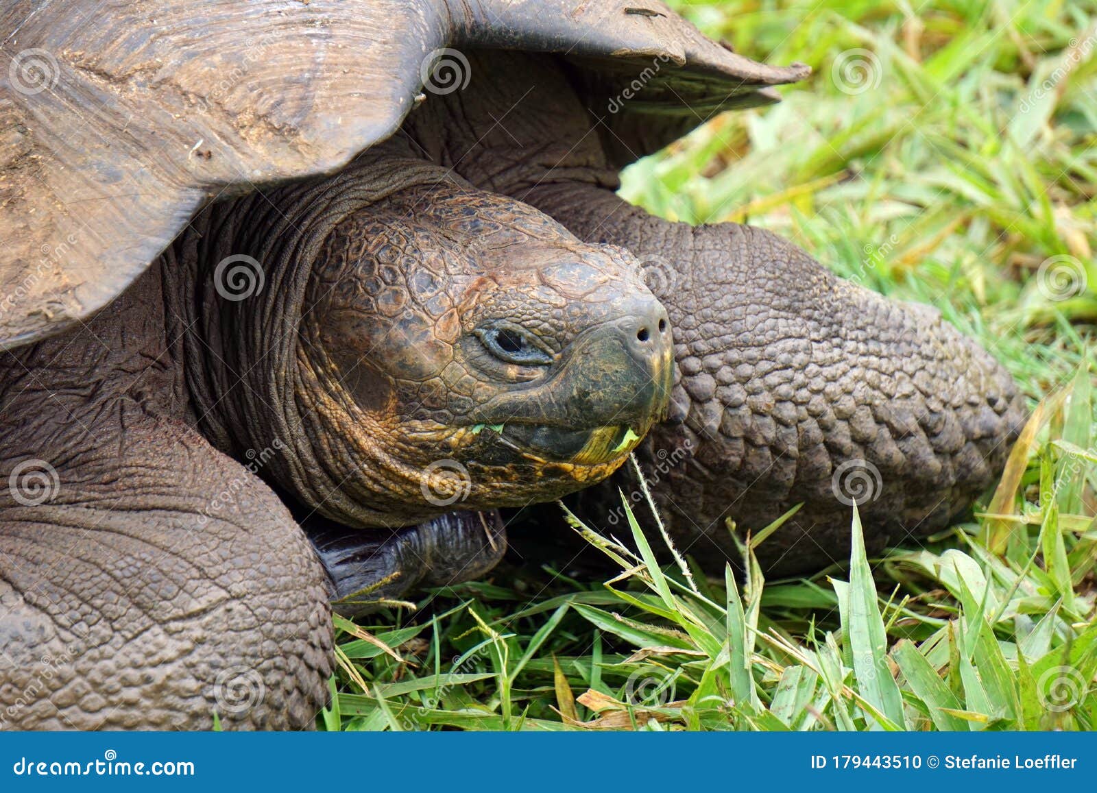 Impressive Giant Galapagos Tortoise`s Head Stock Photo - Image of ...