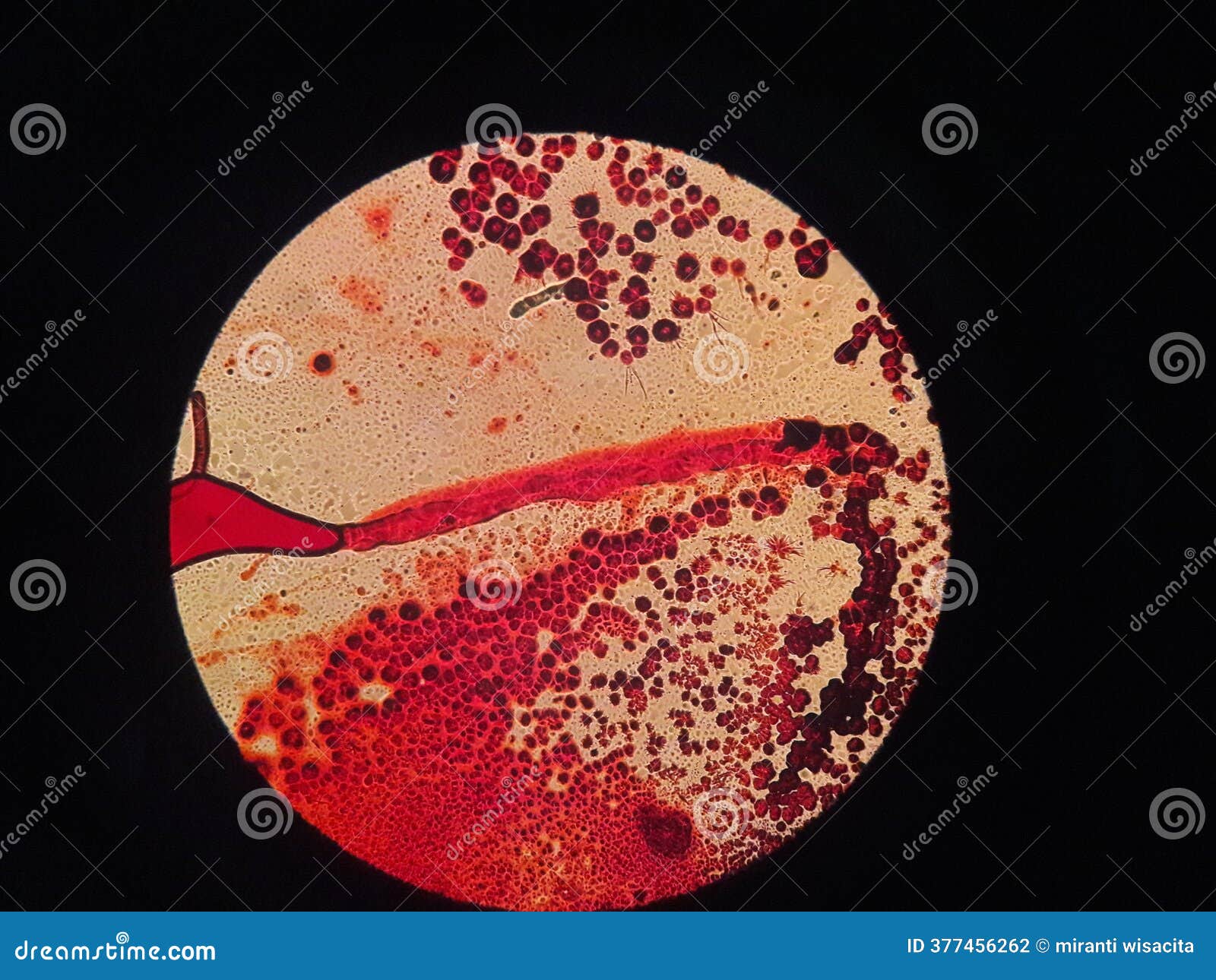 Work With Microscope Royalty-Free Stock Image | CartoonDealer.com #88672