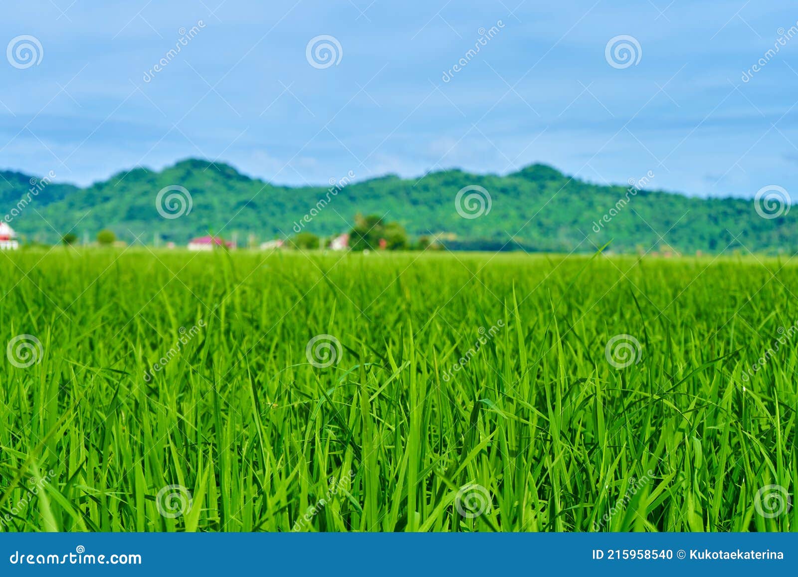 Impressive Landscape Green Rice Field with Mountains in the Background ...