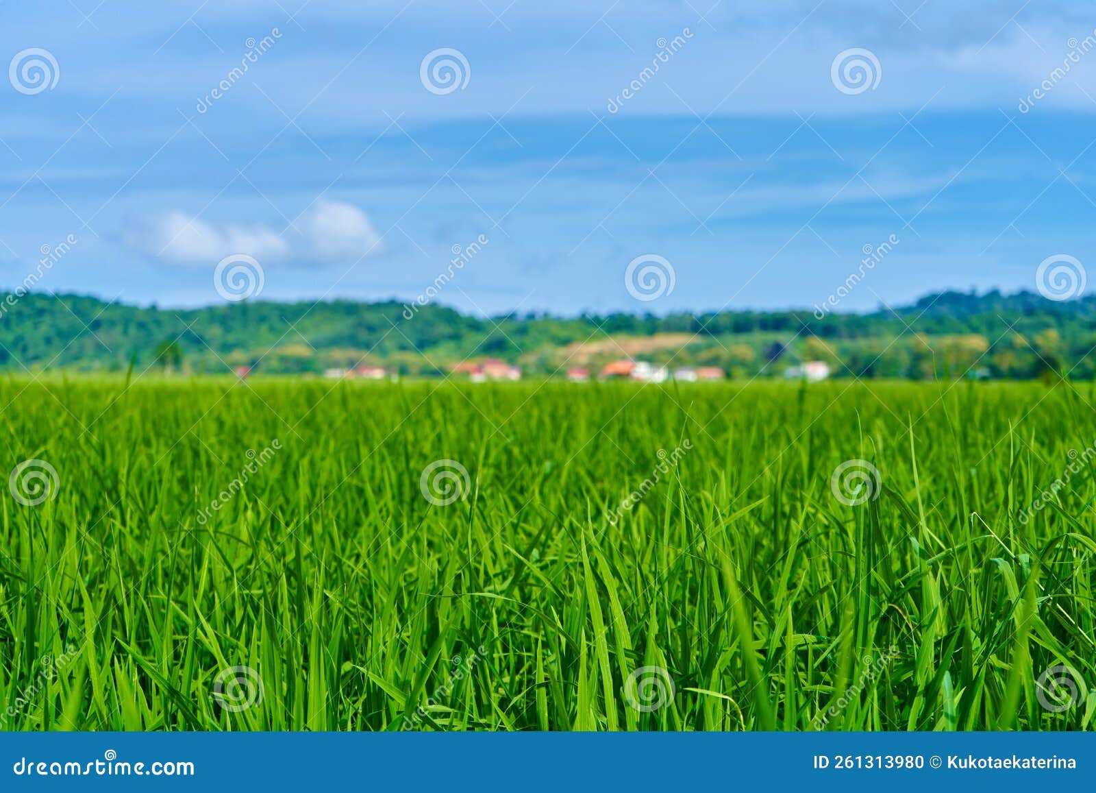 Impressive Landscape Green Rice Field with Mountains in the Background ...