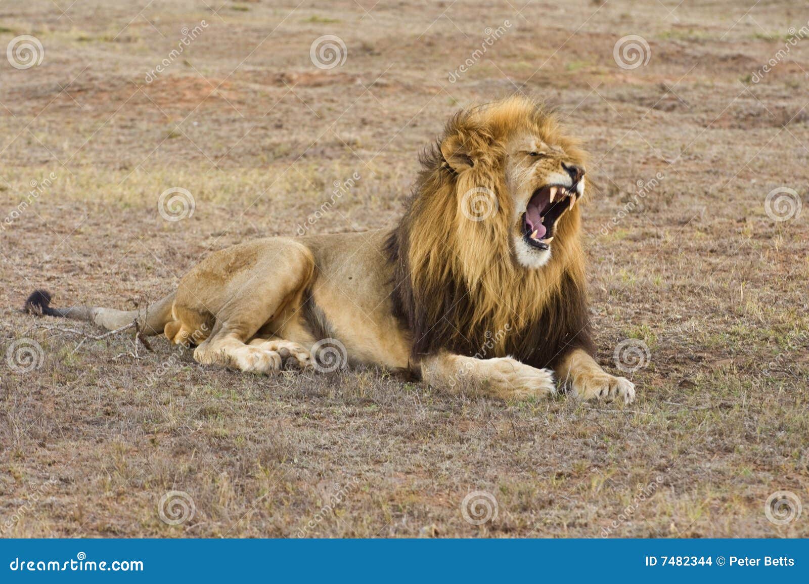 Impressive Lion stock photo. Image of twilight, mane, animal - 7482344