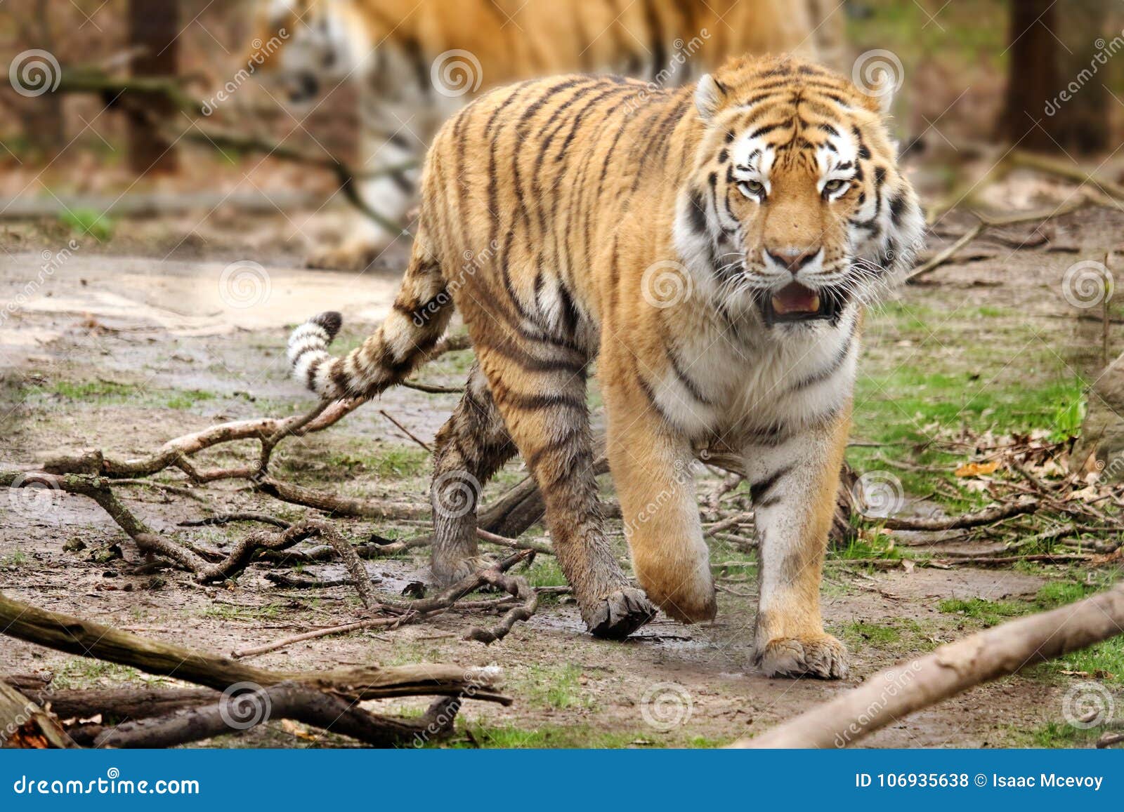 Prowling tiger stock photo. Image of impressive, golden - 106935638