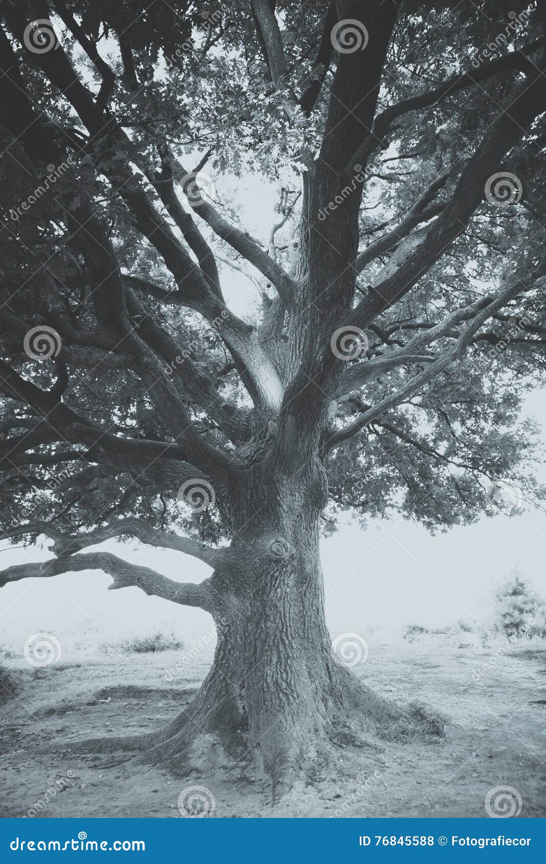 Impressive Oak Tree in Landscape Stock Photo - Image of peace, mighty ...