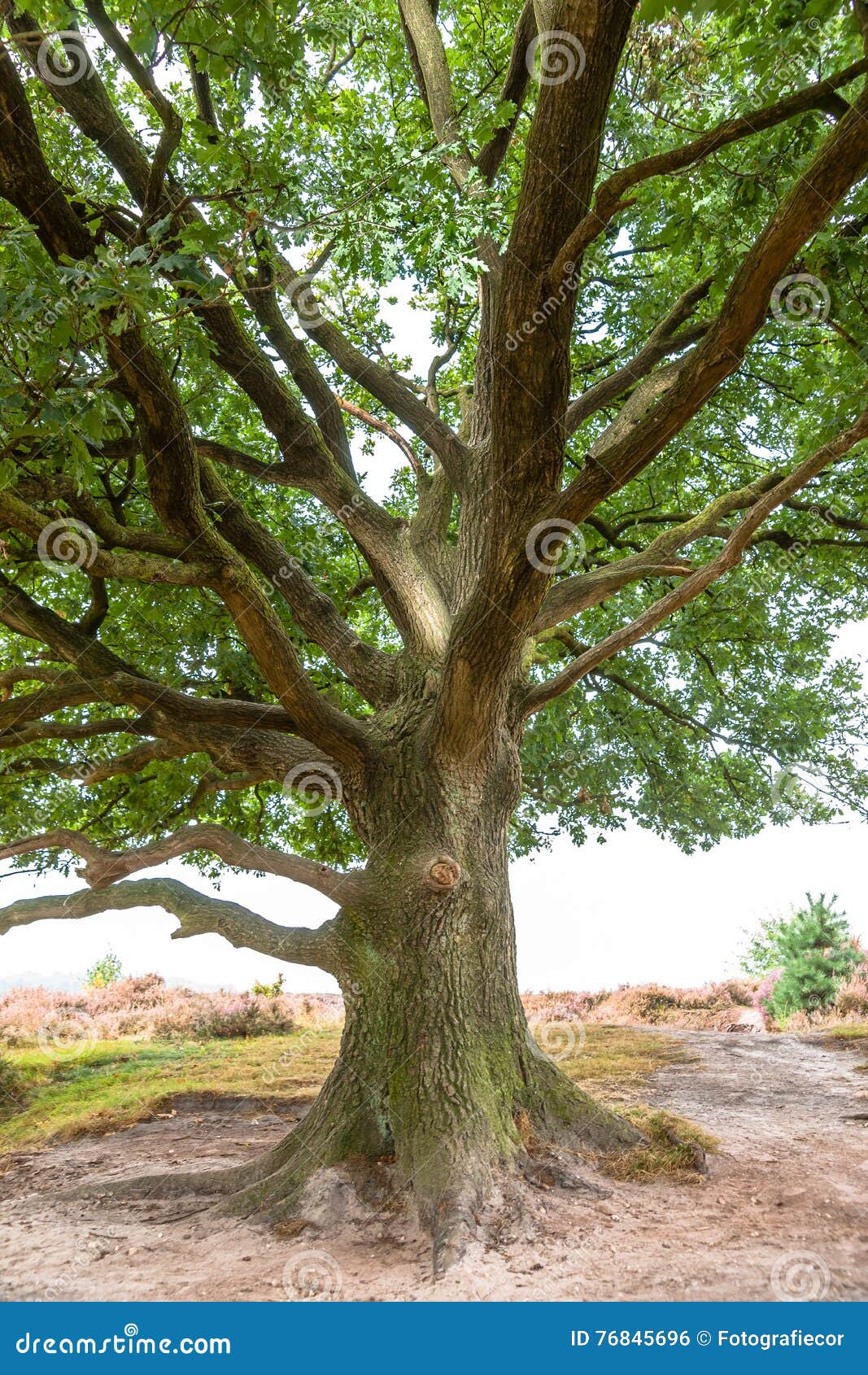 Impressive Oak Tree in Landscape Stock Photo - Image of fresh, plant ...