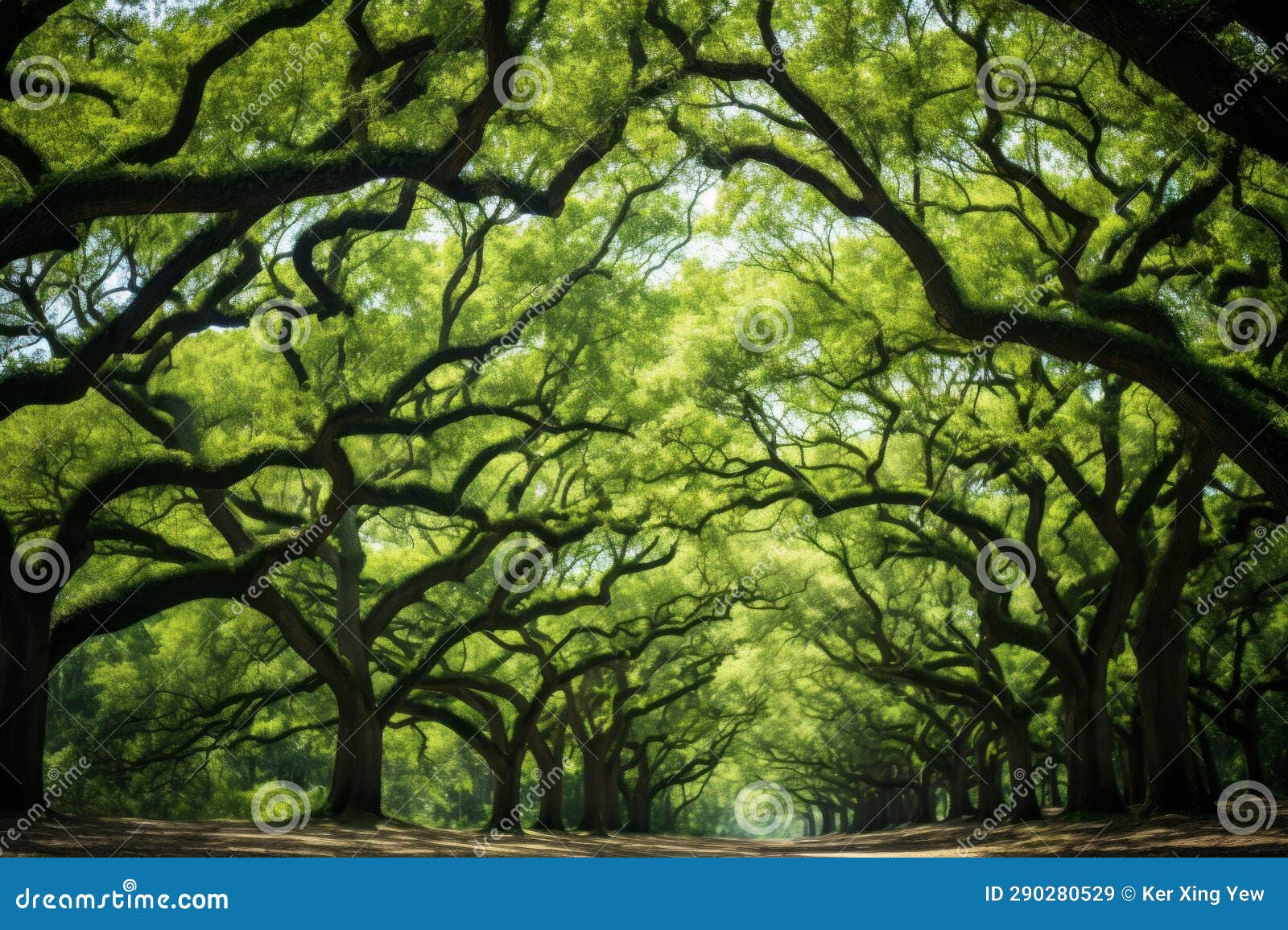 Impressive Oak Trees Creating Canopy Stock Illustration - Illustration ...