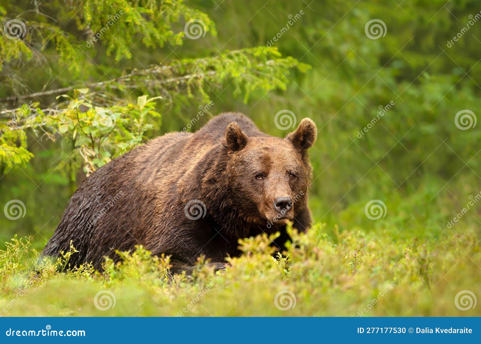 Impressive Portrait of Eurasian Brown Bear in a Forest Stock Photo ...