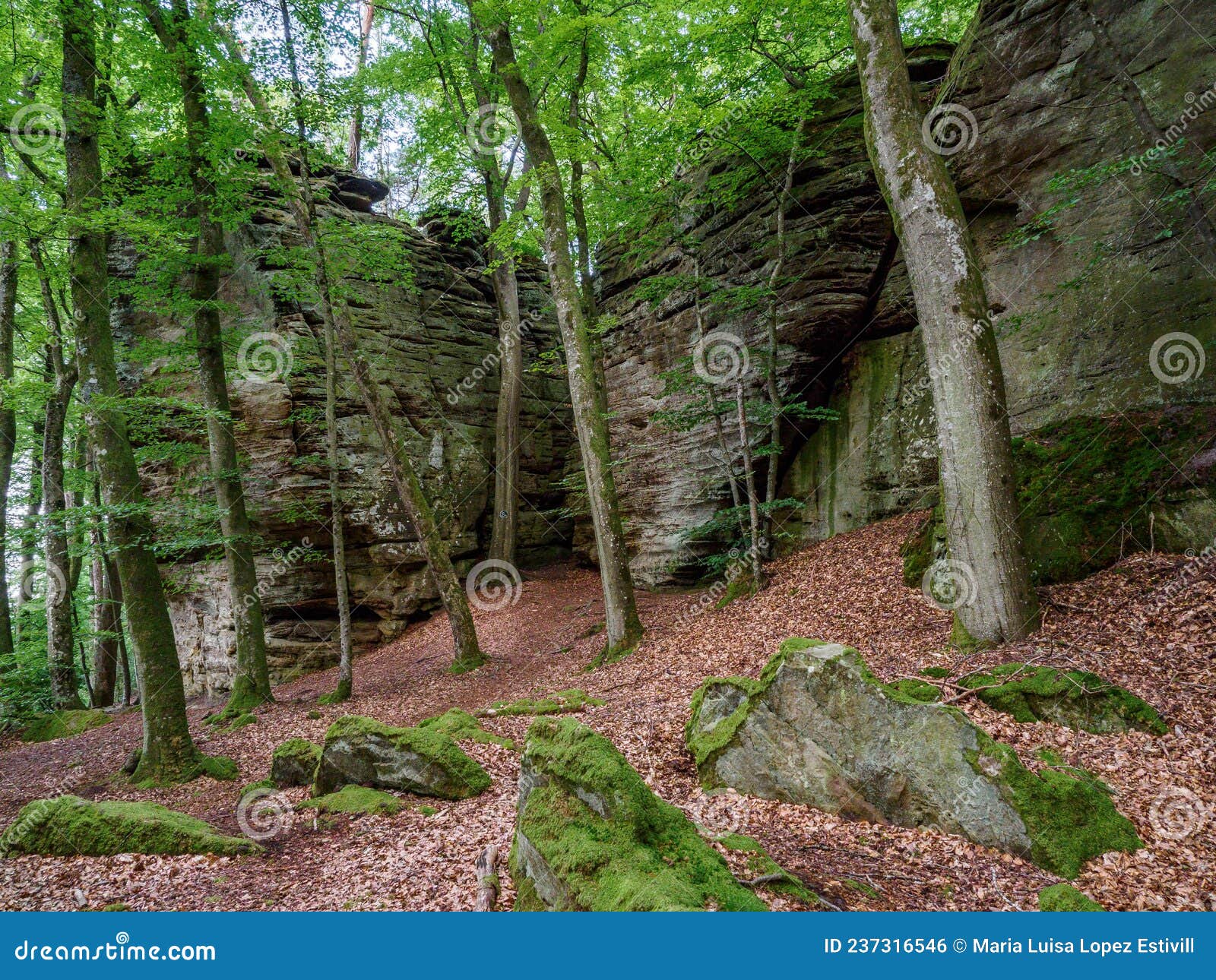 Impressive Rock Formations in Berdorf Forest Stock Photo - Image of ...
