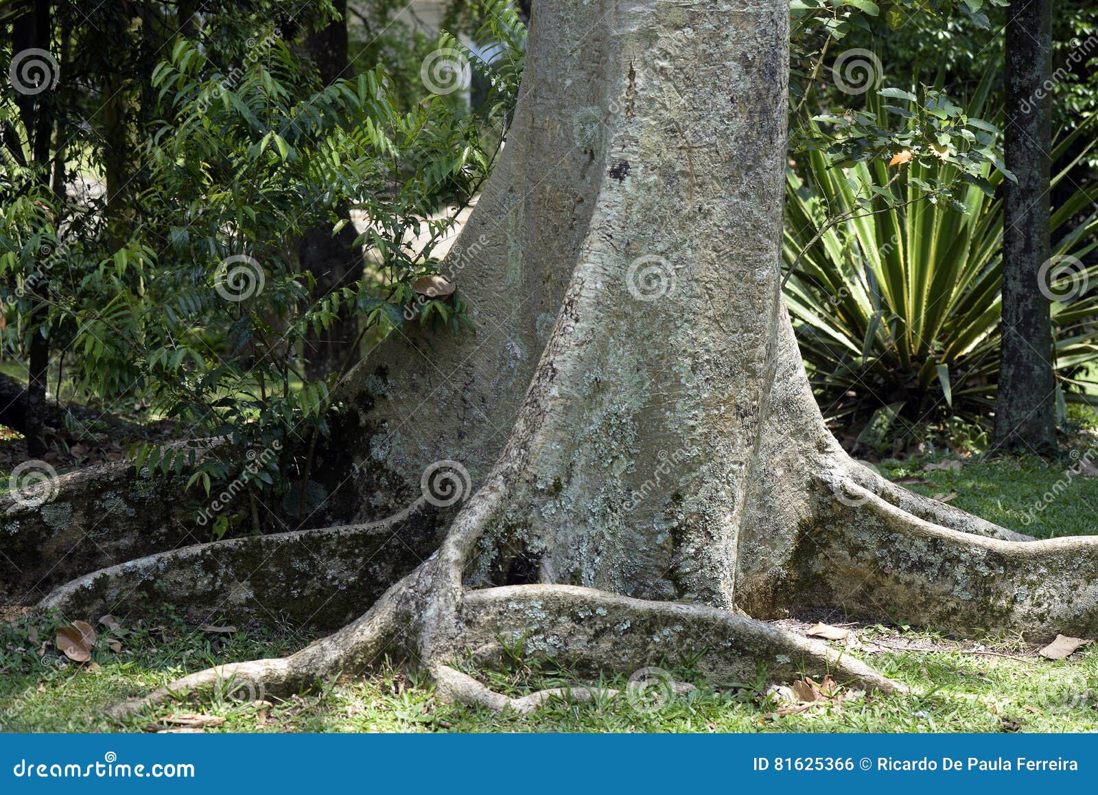 The Impressive Roots of a Fig Tree in the Forest Stock Photo - Image of ...