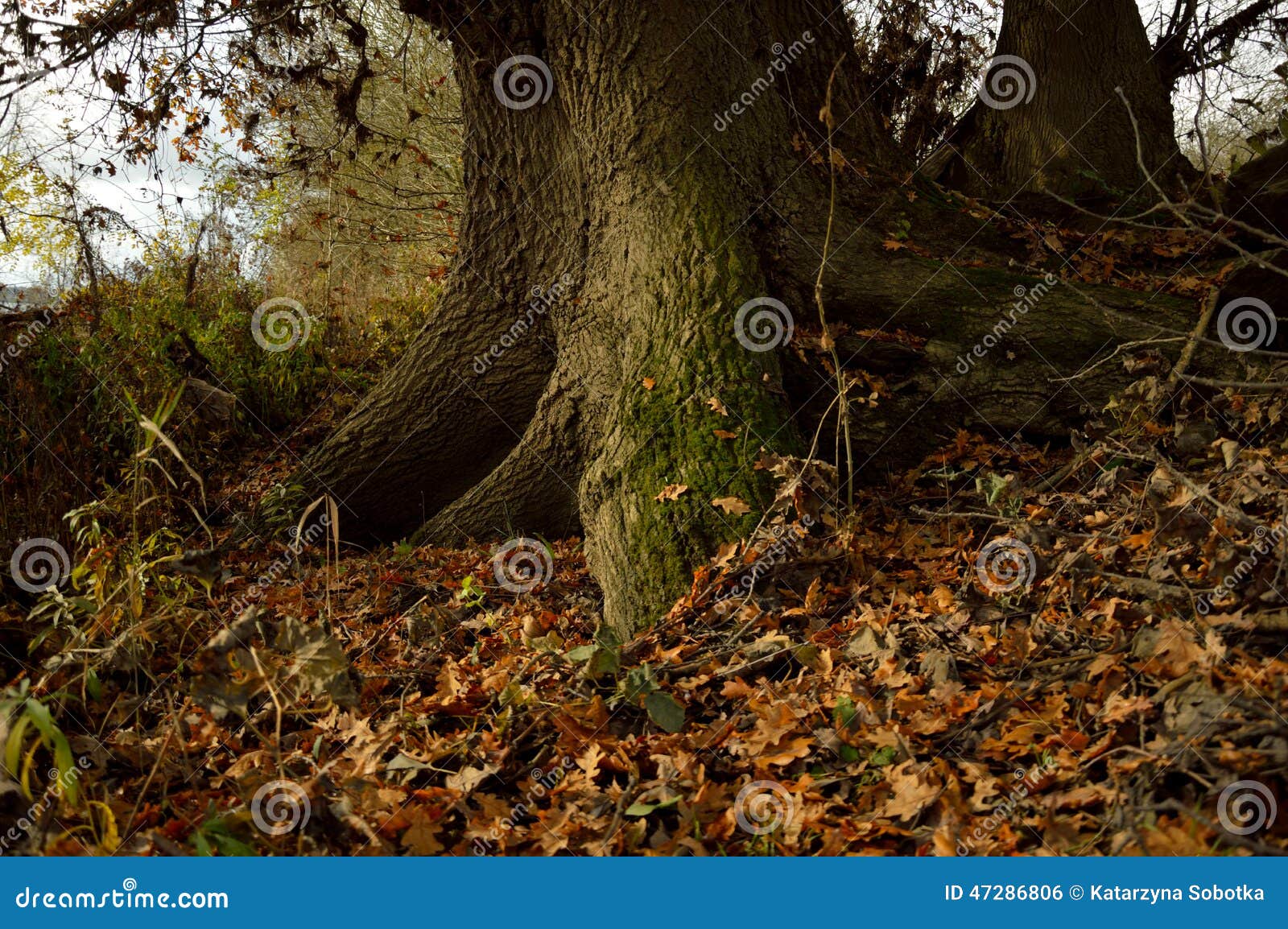 Impressive Roots of a Tree. Stock Photo - Image of power, steady: 47286806