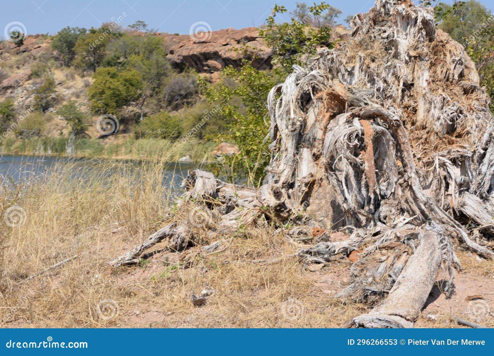An Impressive Sight of the Remains of a Once Majestic Baobab Tree ...