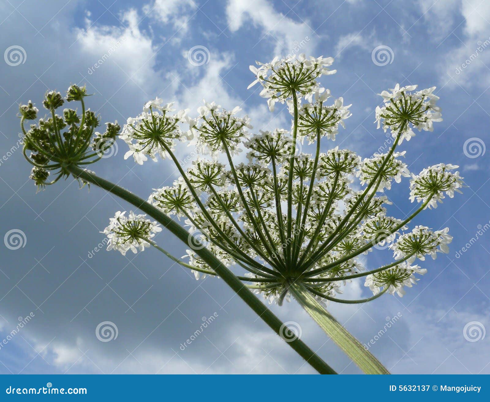Impressive sky-high flower stock image. Image of angelica - 5632137