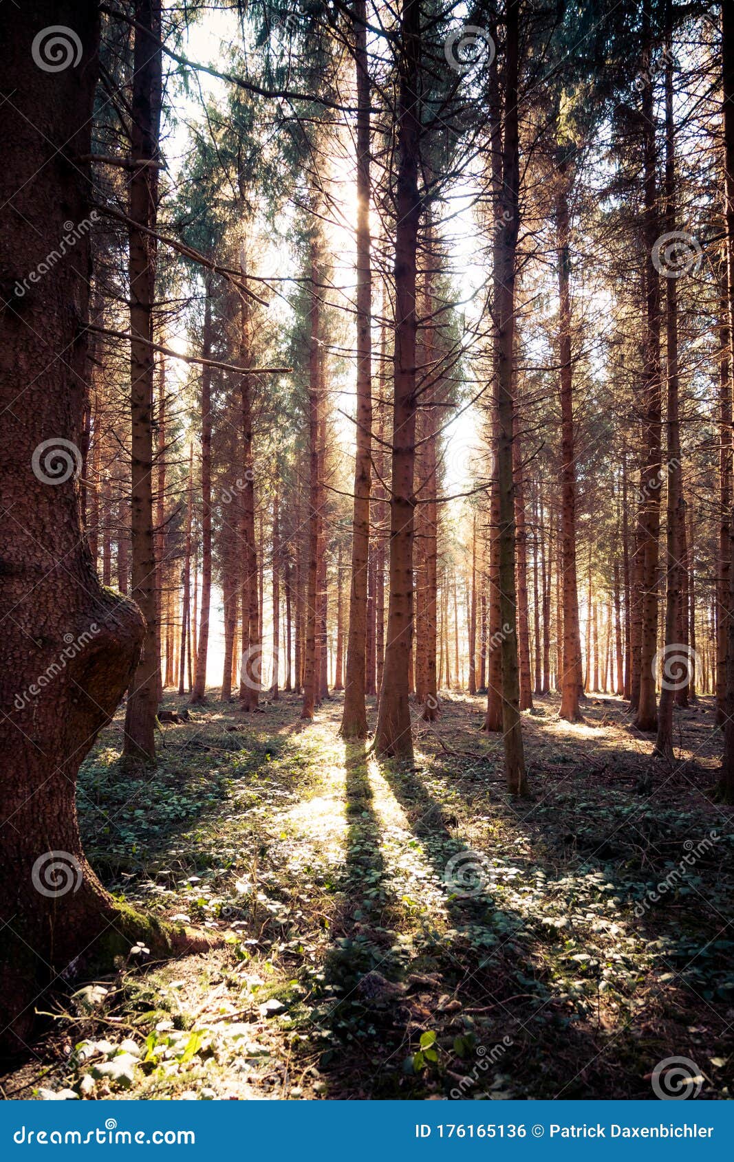 Impressive Sunset in the Forest: Tree Trunks, Sunbeams, Light and ...